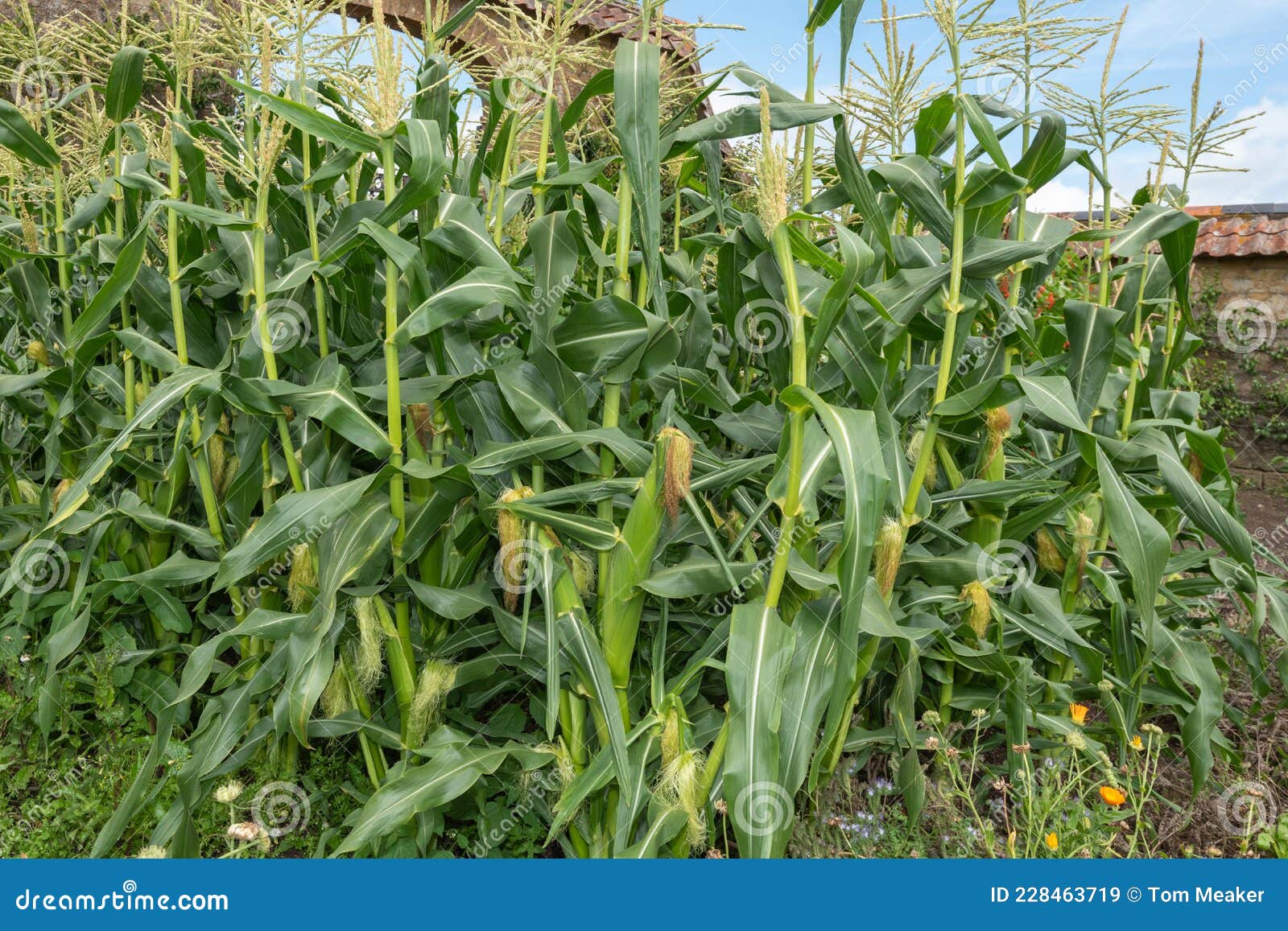 Maize plants stock image. Image of botany, garden, color - 228463719
