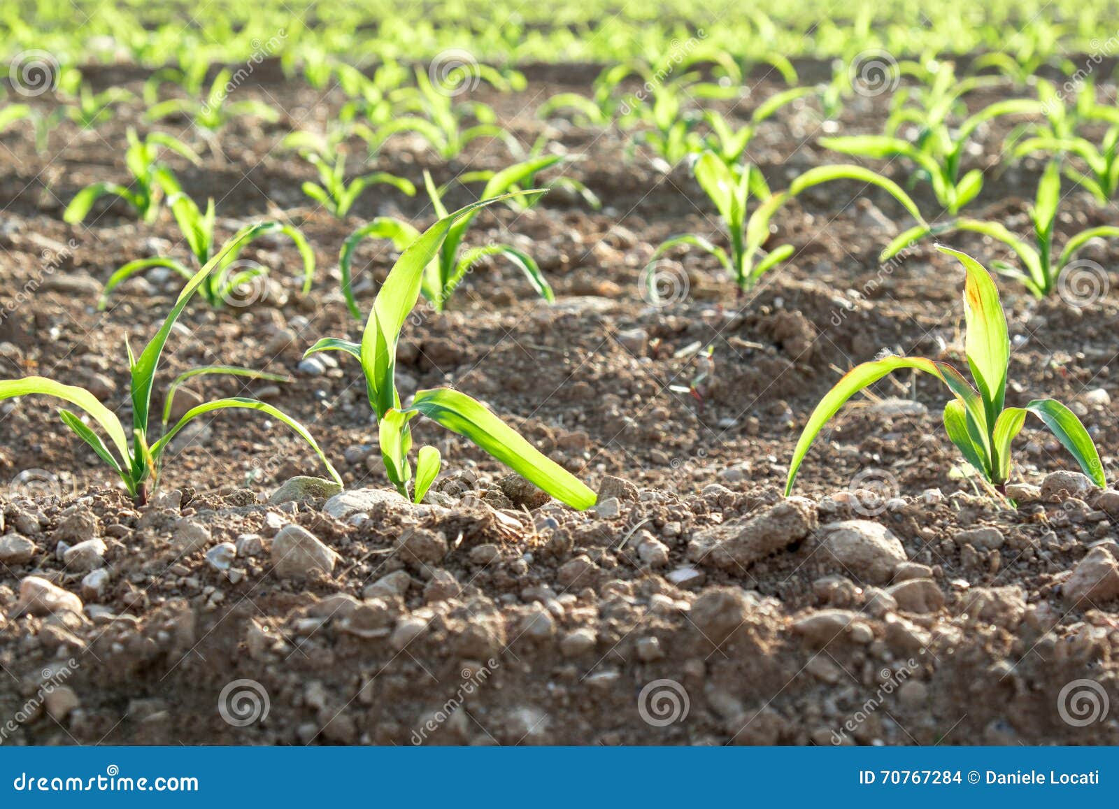 Close-up of Rows of Small Corn Plants from Organic Farming in Italy ...