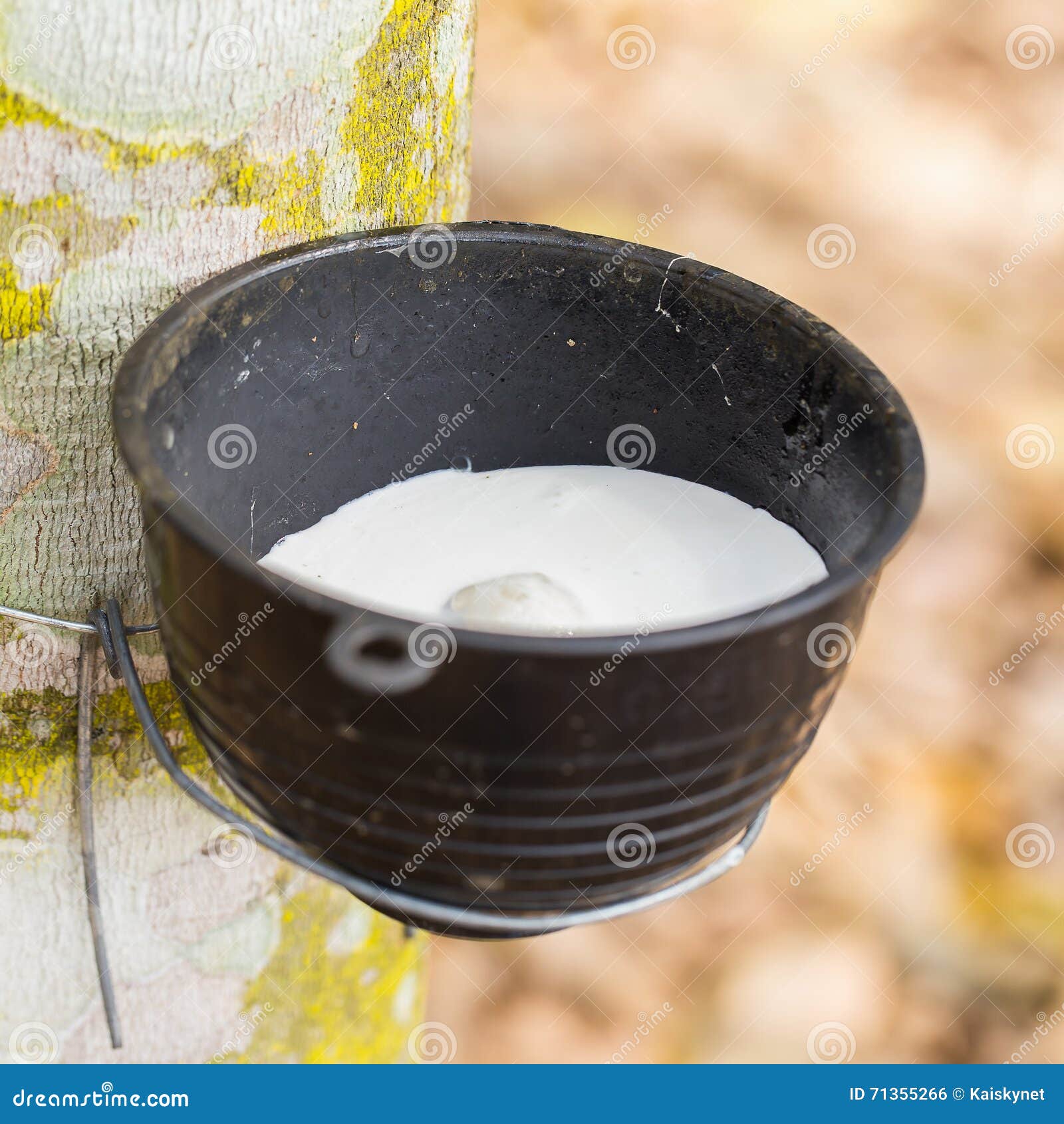 Close-up of the Rubber Latex Drop from a Rubber Tree Stock Photo ...