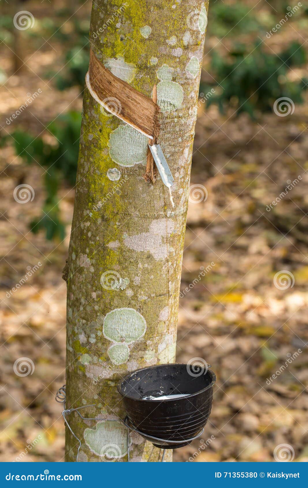 Close-up of the Rubber Latex Drop from a Rubber Tree Stock Photo ...
