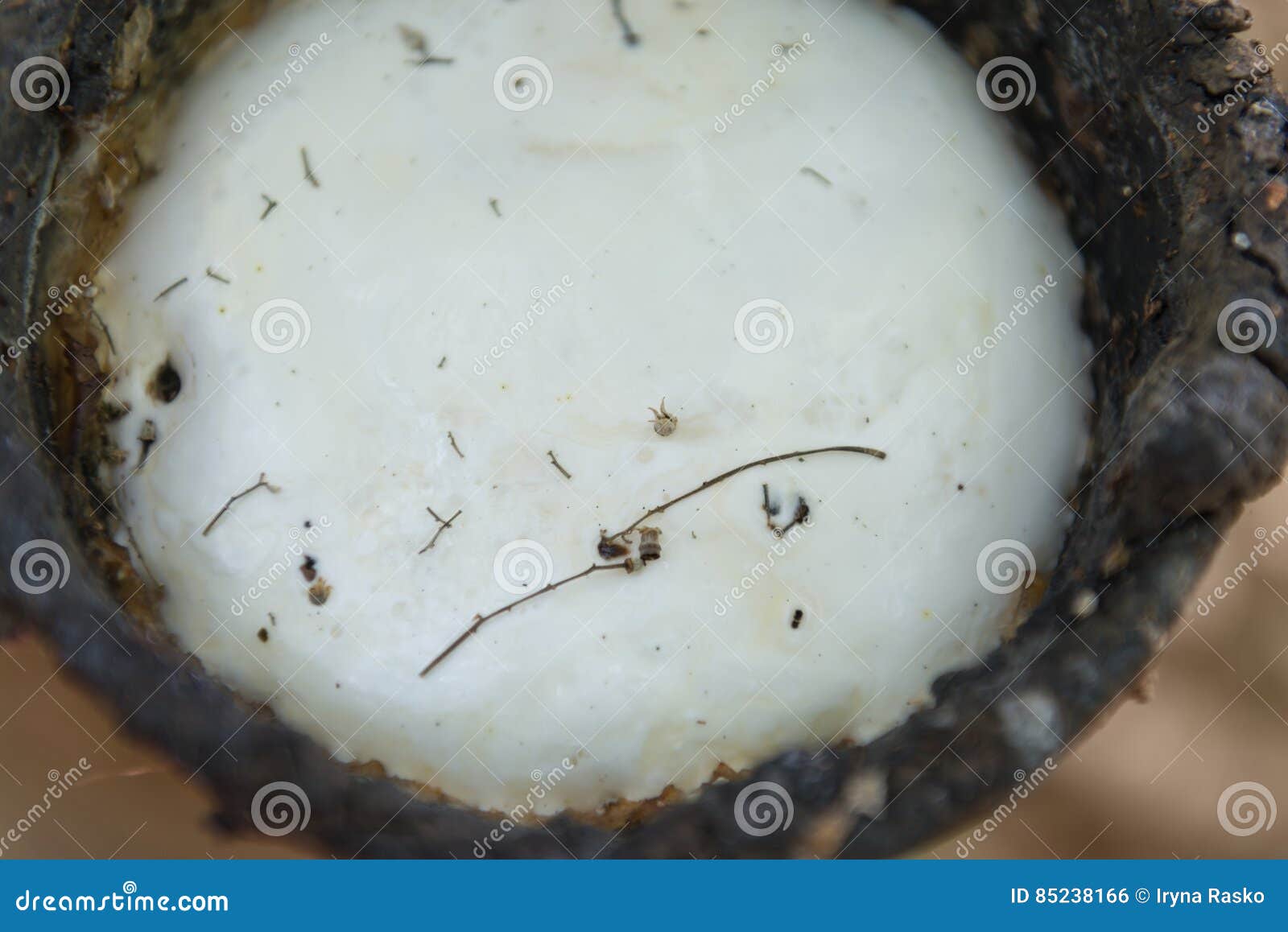 Close Up of Rubber Milk with a Bowl Stock Photo - Image of latex ...