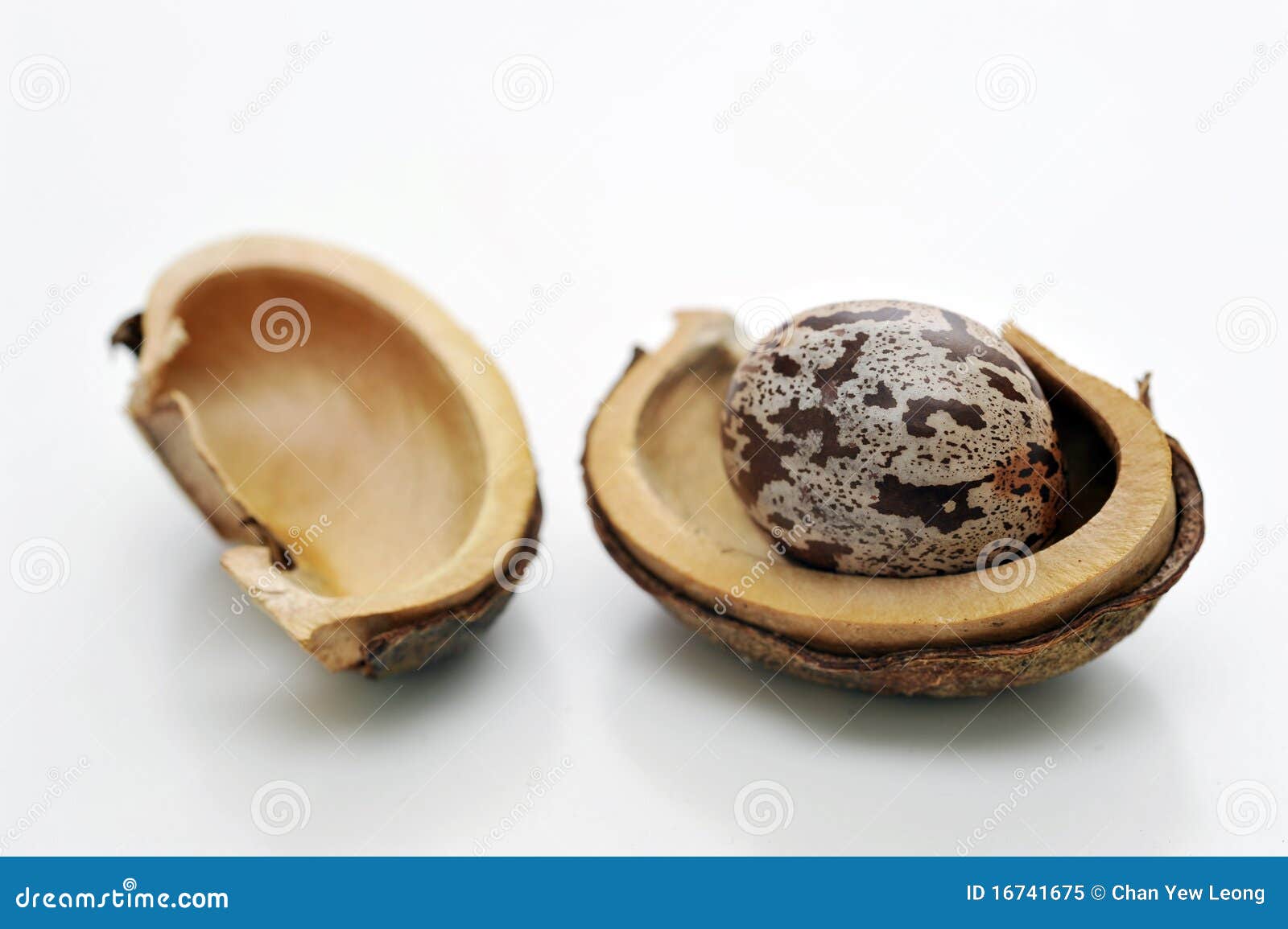 Close up of rubber seeds stock image. Image of seeds - 16741675