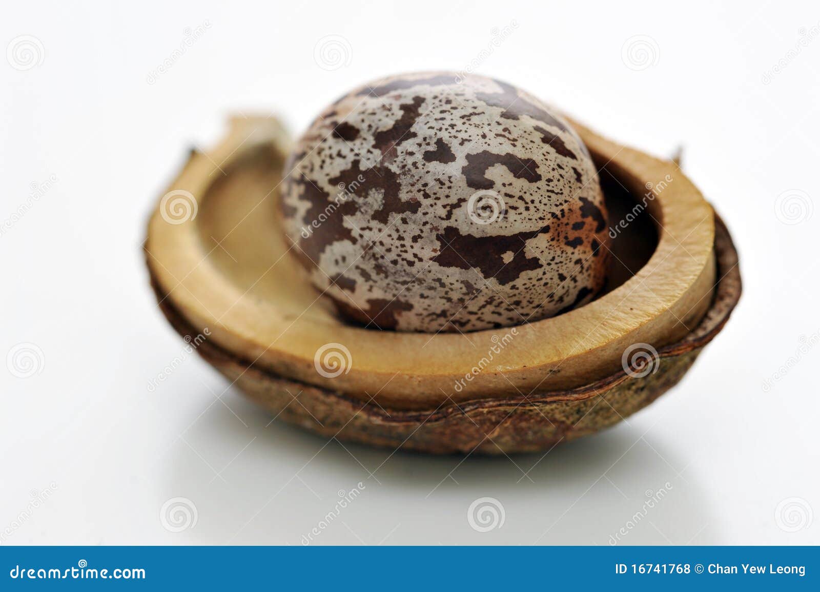 Close up of rubber seeds stock photo. Image of agriculture - 16741768