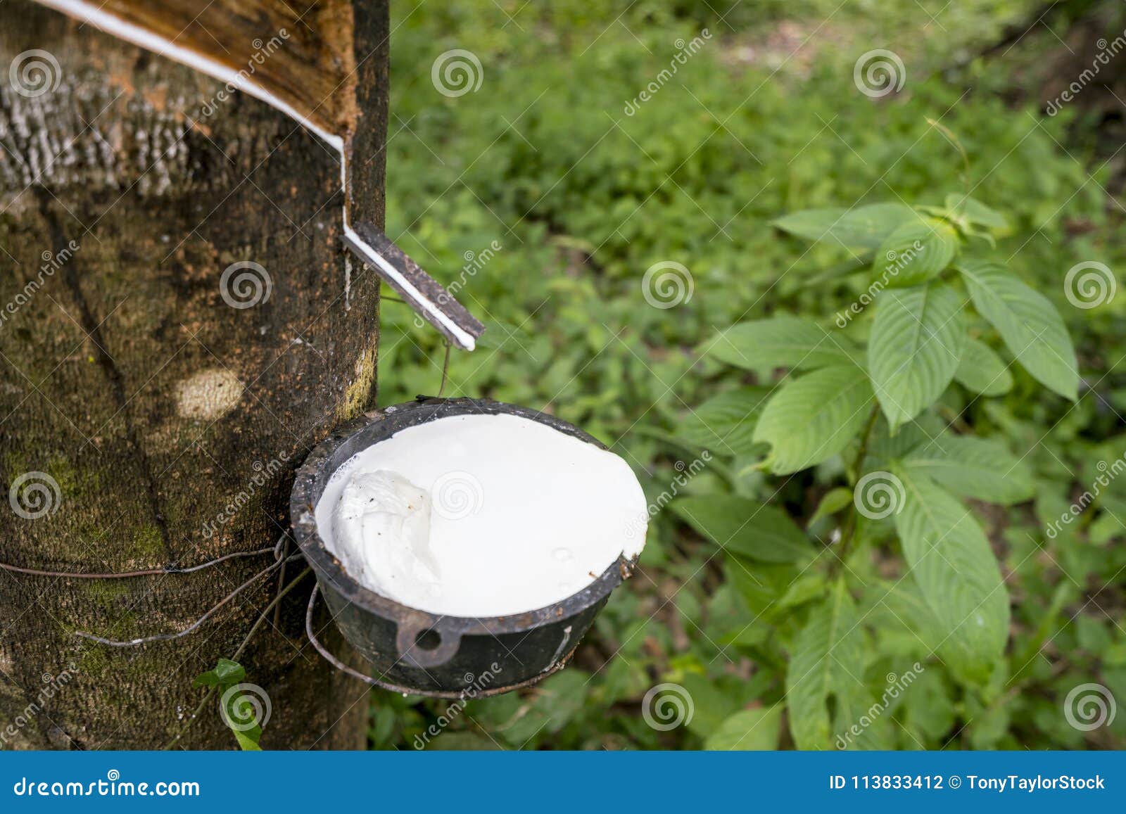 Rubber Tapping Knife Stock Image | CartoonDealer.com #39246223