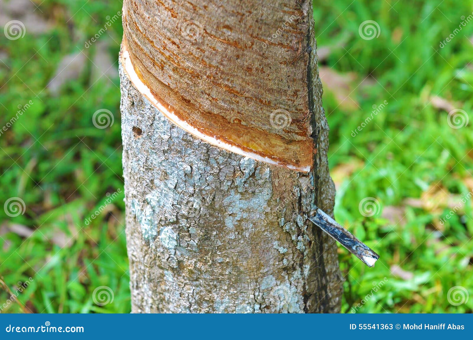 Close Up of Rubber Tree Being Tapped Stock Image - Image of commodity ...