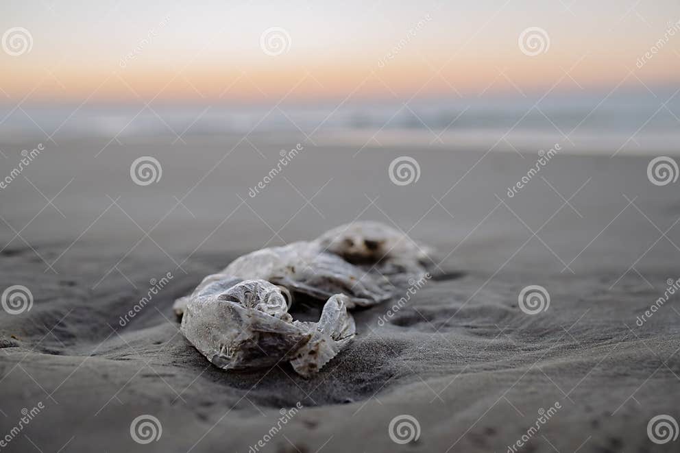 Close-up of a Rubish on the Beach. Stock Image - Image of beach, summer ...