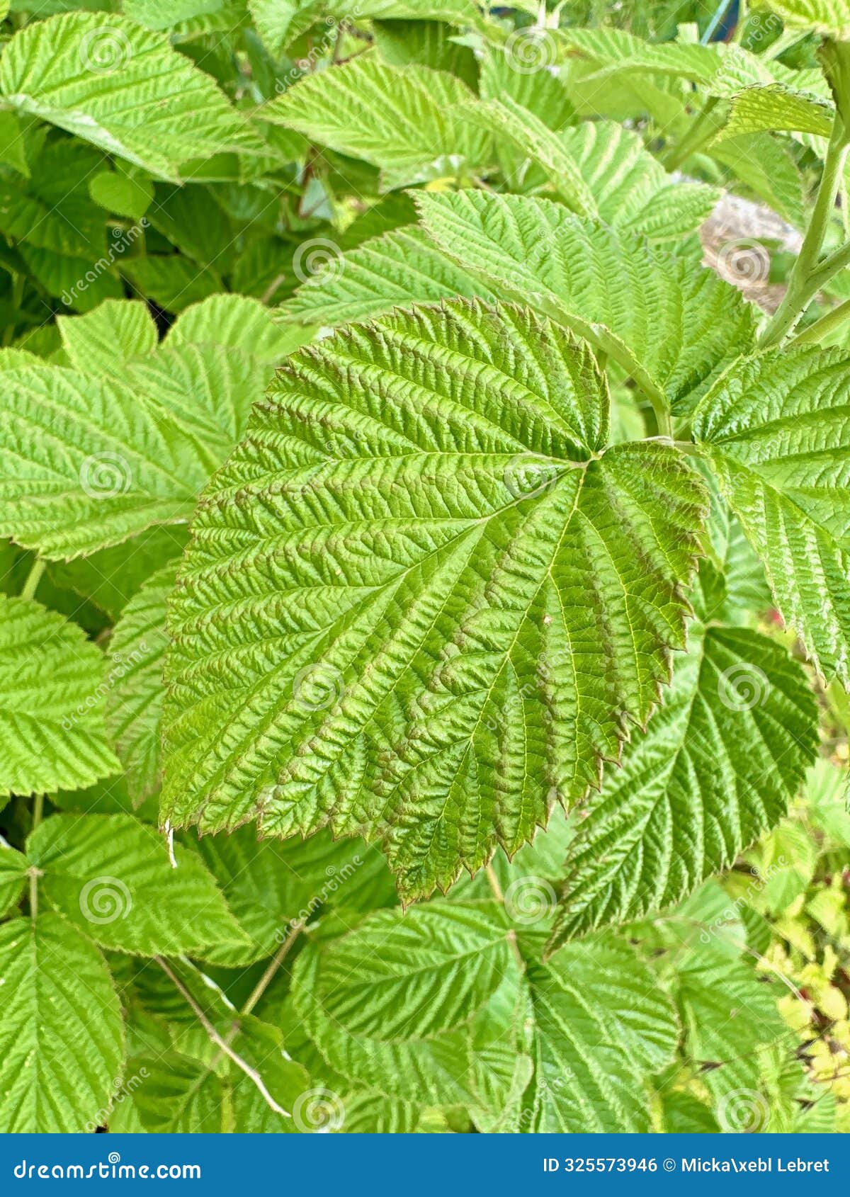 Close-up of Rubus Idaeus (Raspberry) Leaf with Vibrant Green Foliage ...