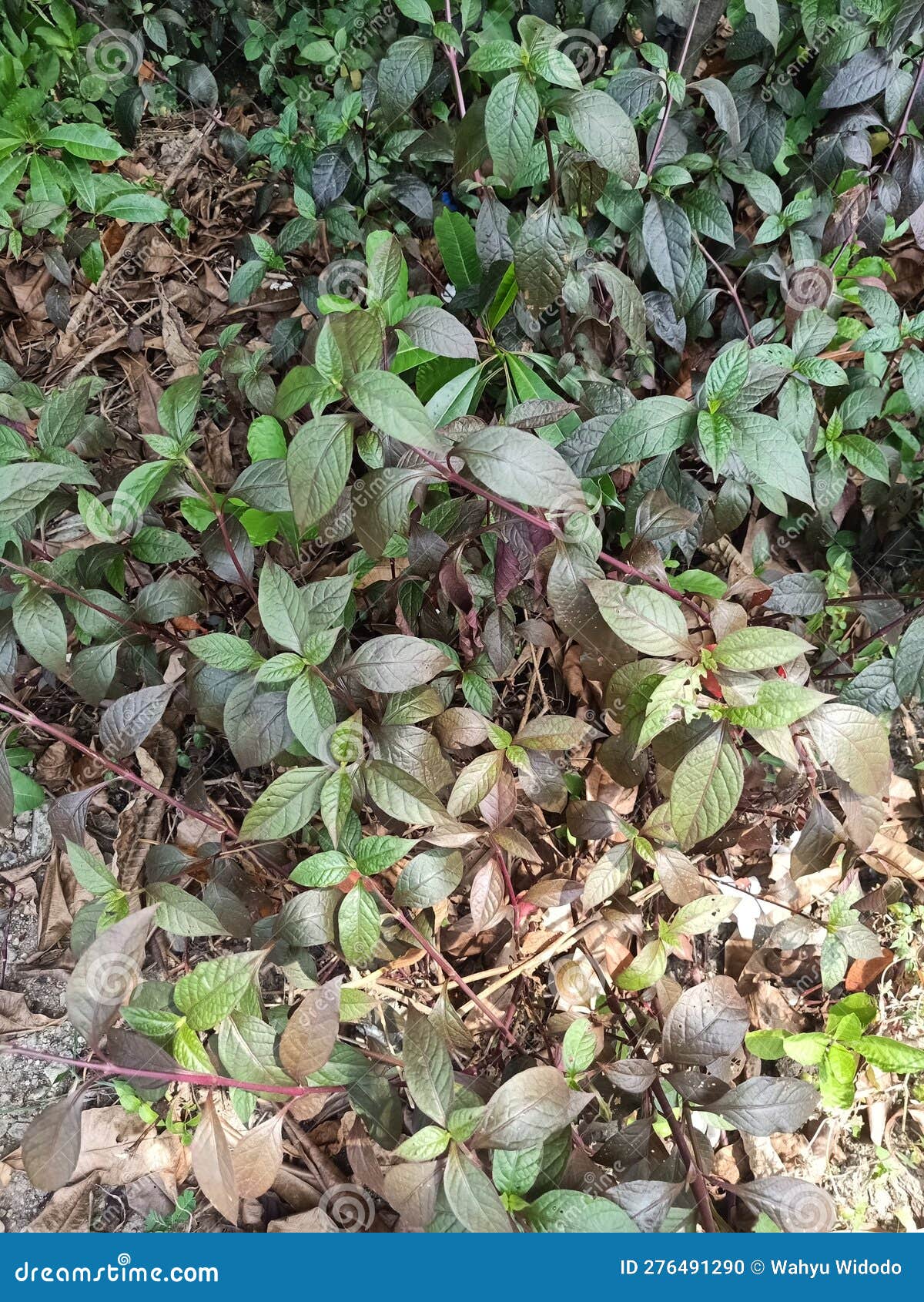 Close Up of Ruby Leaf Plant Stock Photo - Image of green, purple: 276491290