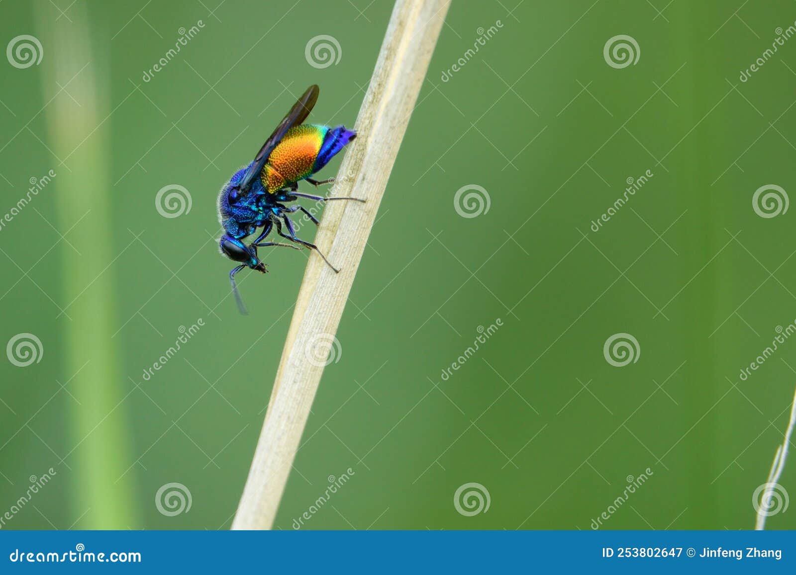 Ruby-tailed wasp stock image. Image of insect, cuckoo - 253802647