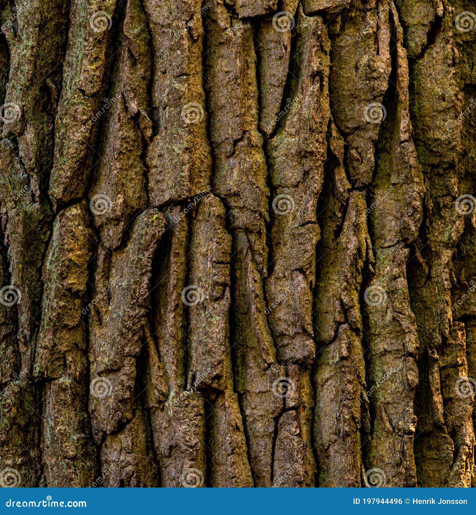 Rough bark texture stock photo. Image of design, background - 197944496