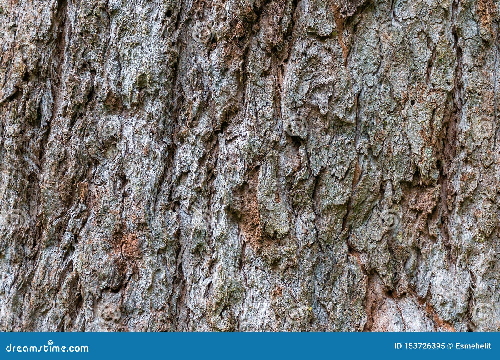 Close Up of Rugged Tree Bark Texture Stock Image - Image of dirty ...