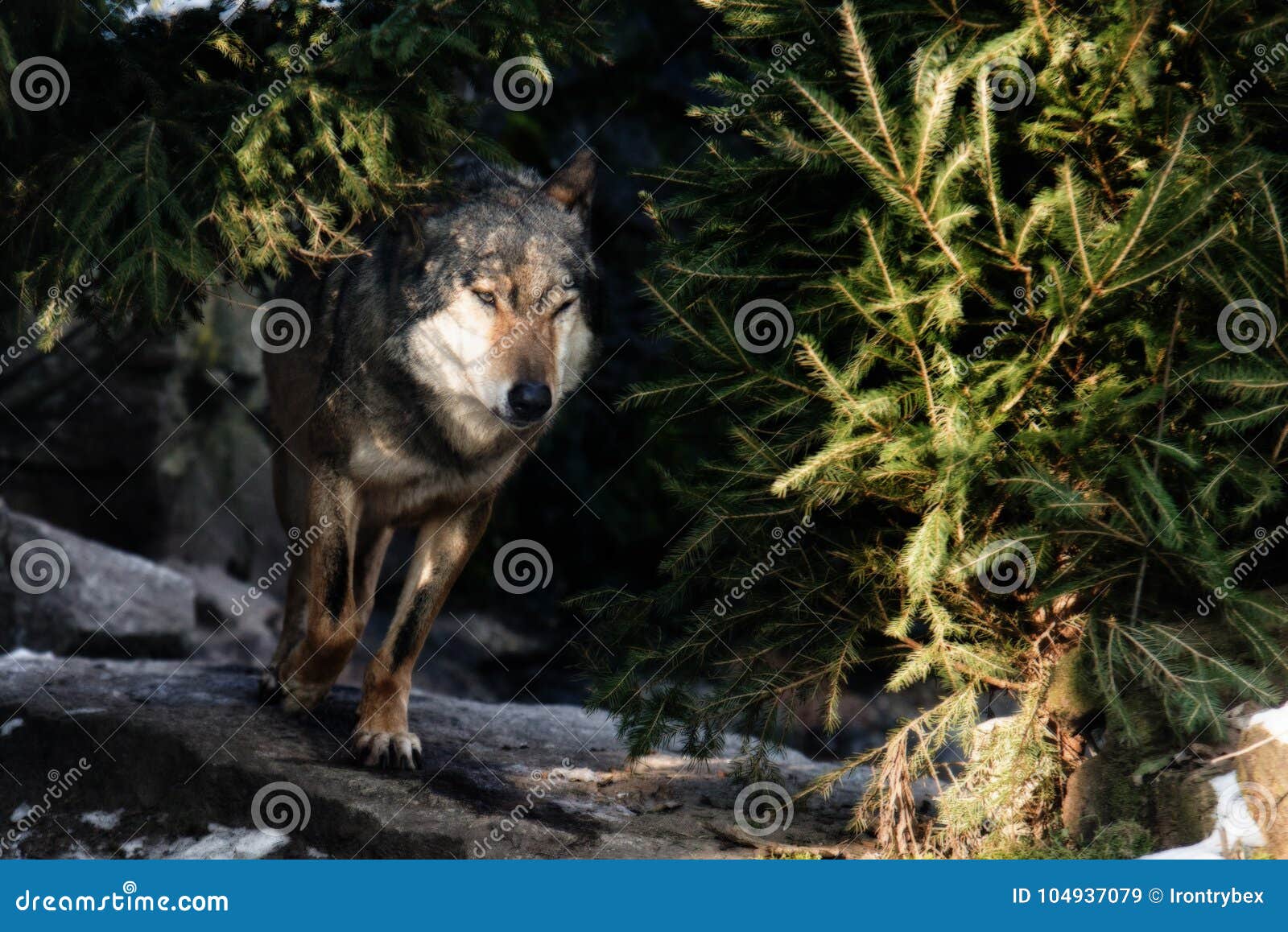 Close Up on Running Wolf in the Forest Stock Image - Image of orange ...