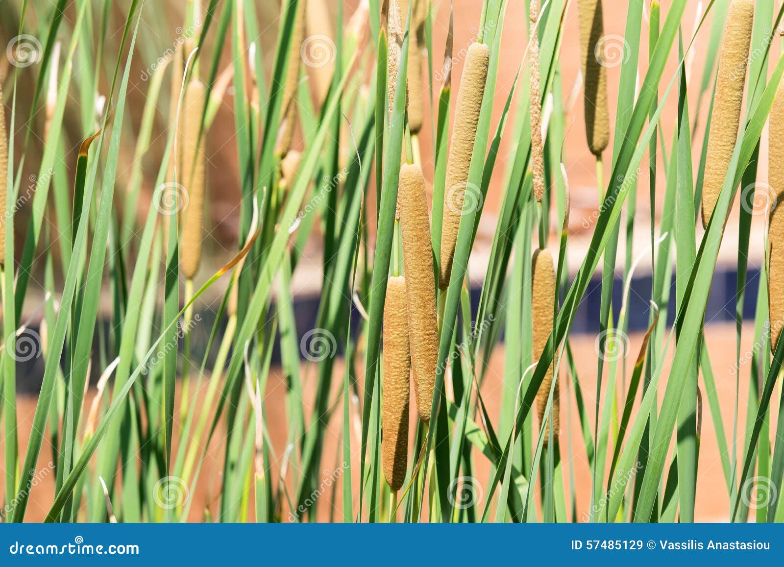 A Close Up of a Rush Plant. Stock Image - Image of plant, stalk: 57485129