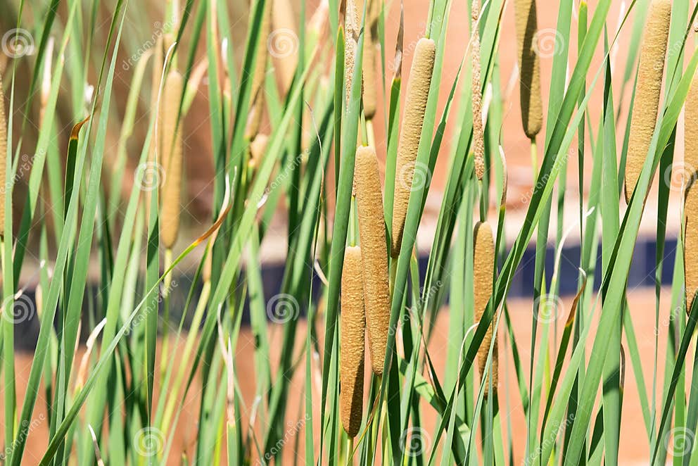 A Close Up of a Rush Plant. Stock Image - Image of plant, stalk: 57485129