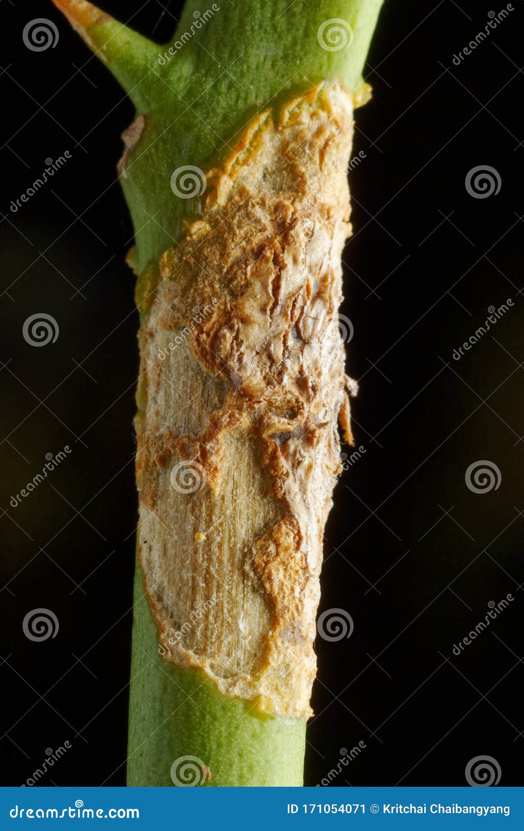 Close Up Rust on Branch of Lime, Citrus Canker on Tree Stock Image ...