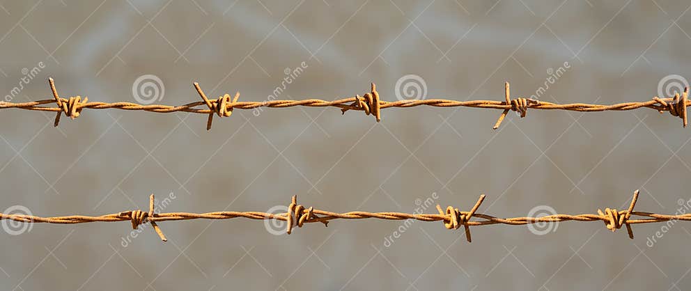 Rusty Barbed Wire Isolated on Blurred Background Stock Image - Image of ...