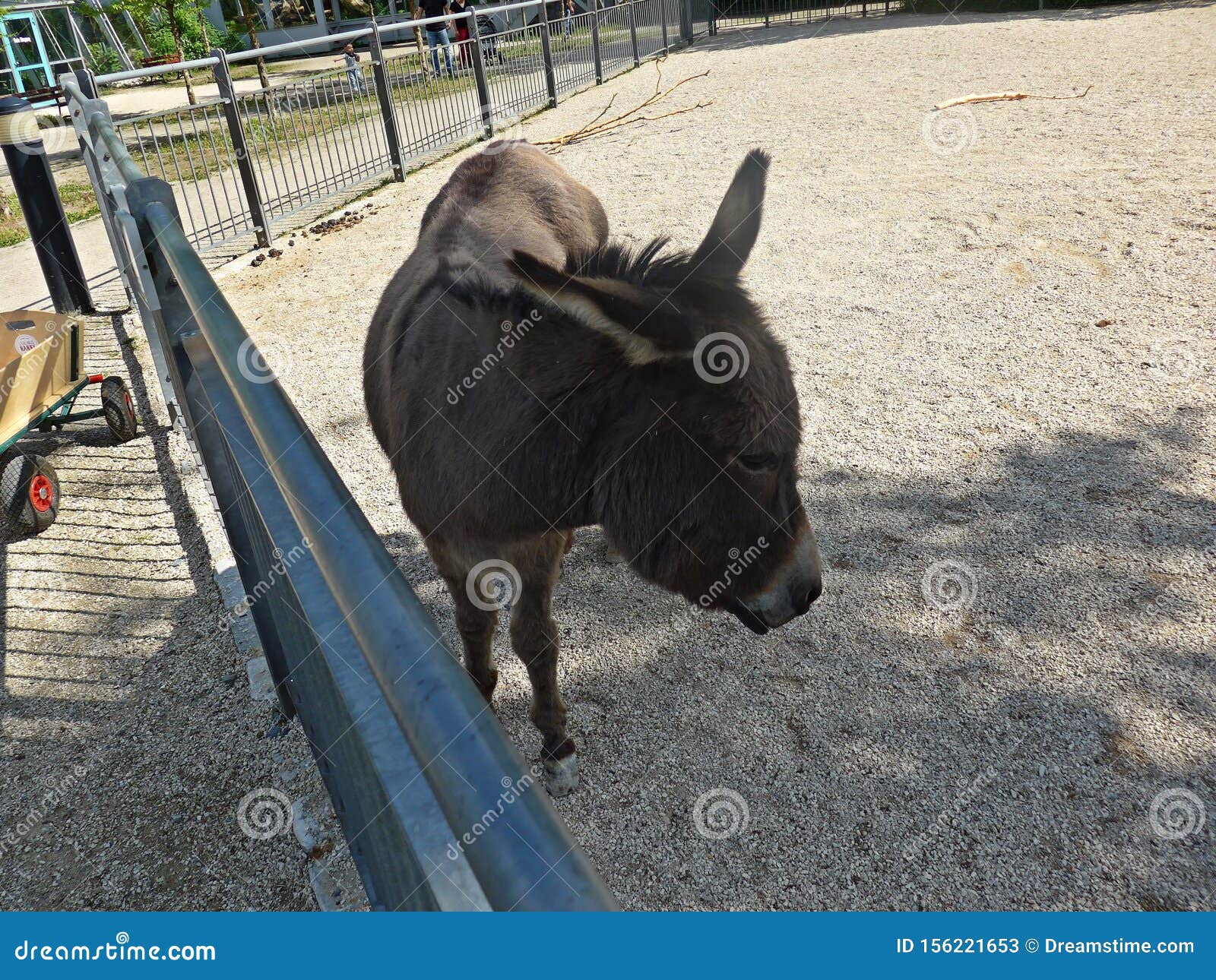 Close up of a sad donkey stock image. Image of natural - 156221653