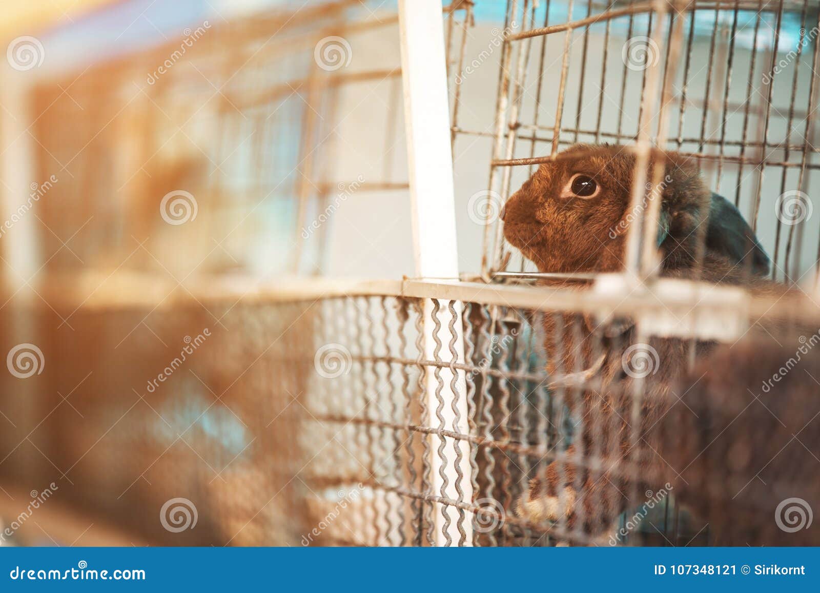 Rabbit Behind The Tree Royalty-Free Stock Photography | CartoonDealer ...