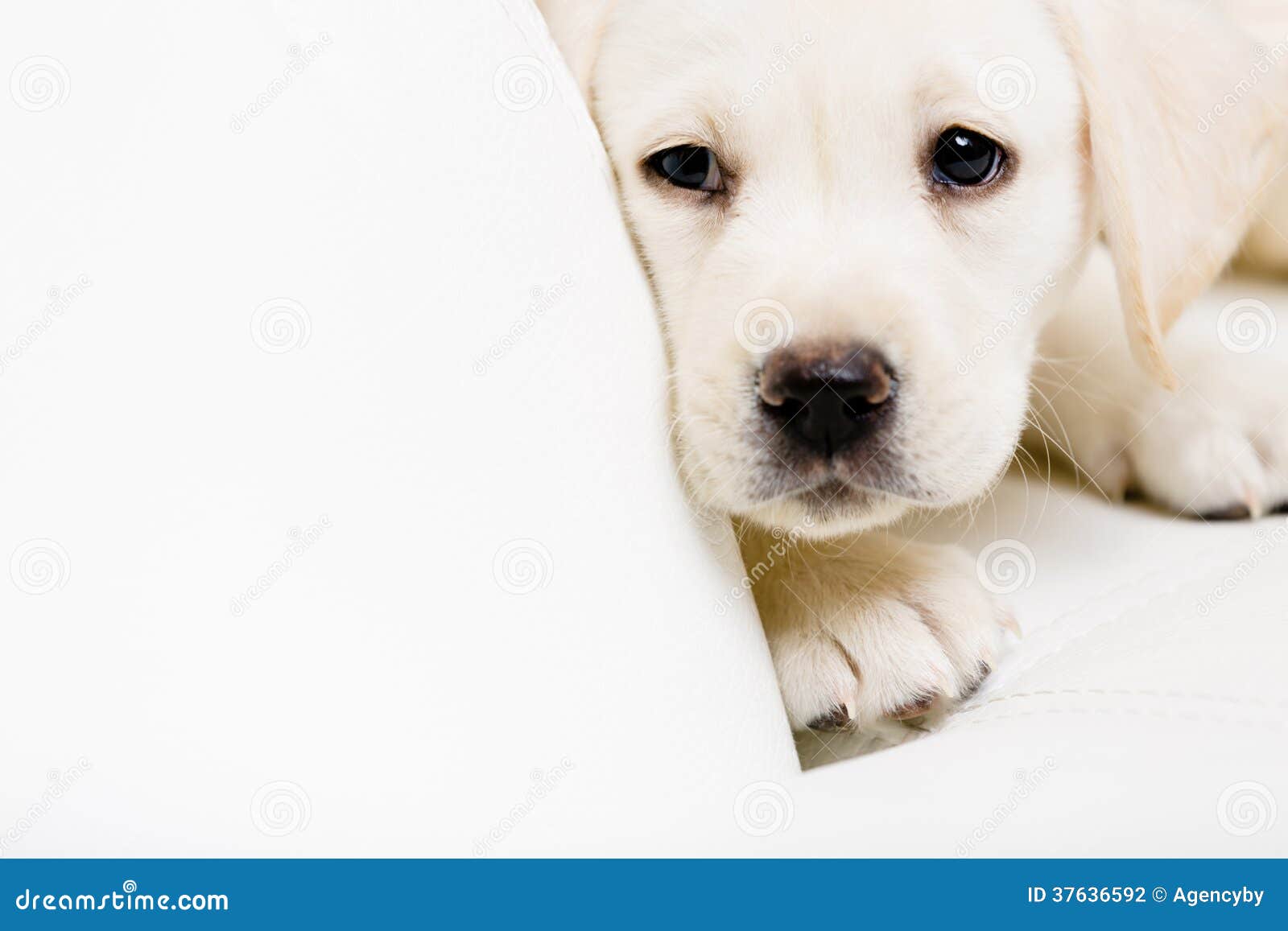 Close Up of Sad Labrador Puppy on the Sofa Stock Photo - Image of ...