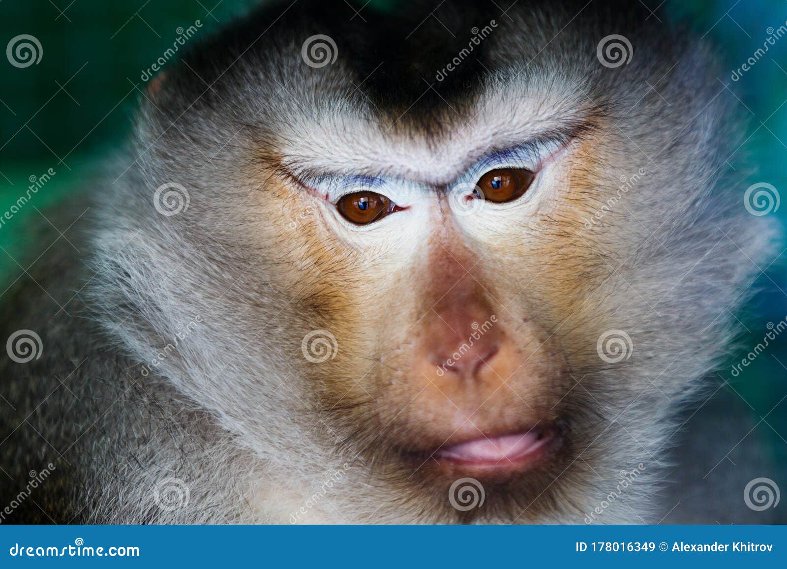 Sad Monkey Looking at the Camera Stock Image - Image of animal ...