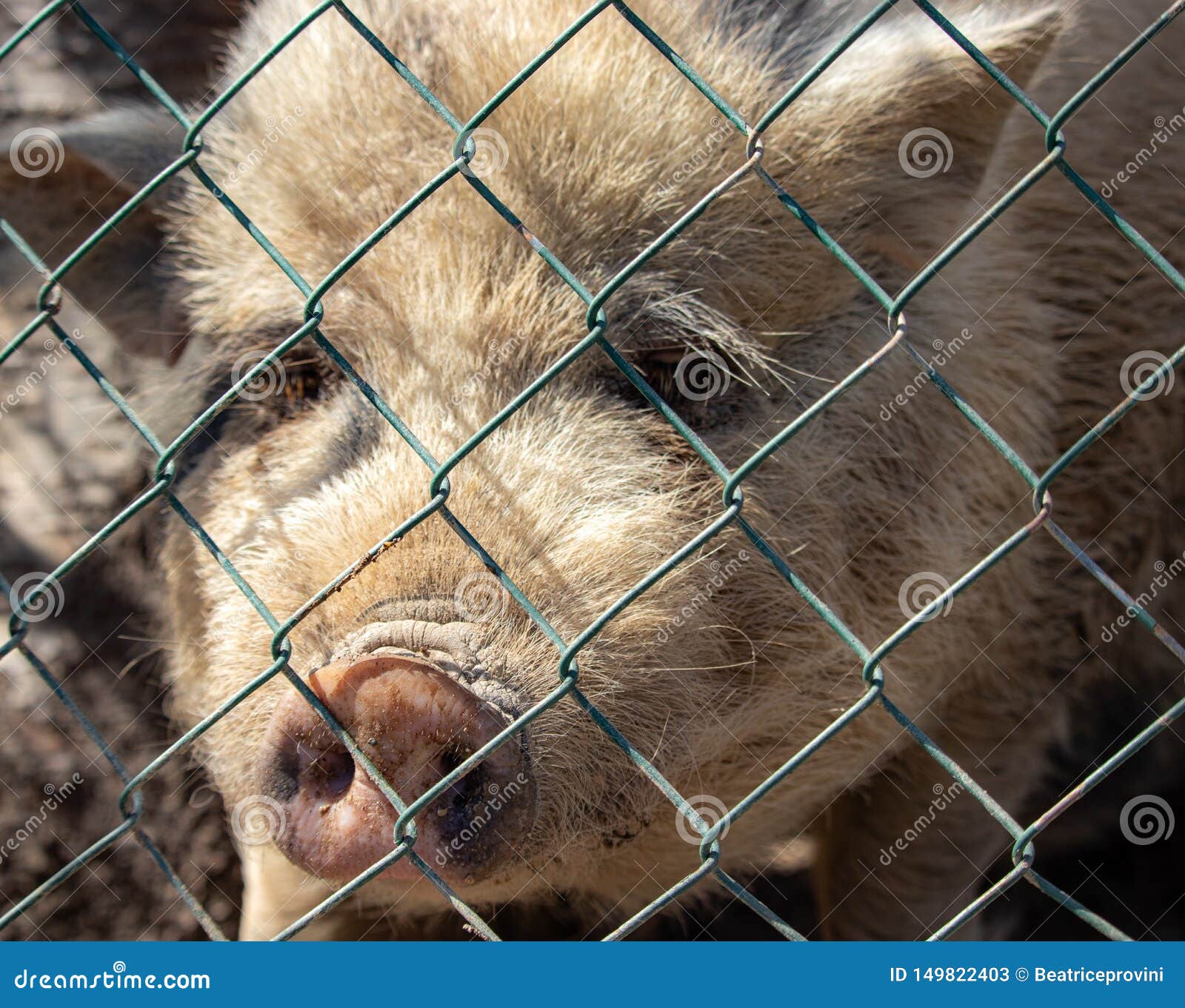 Close up of pig in cage stock image. Image of nature - 149822403