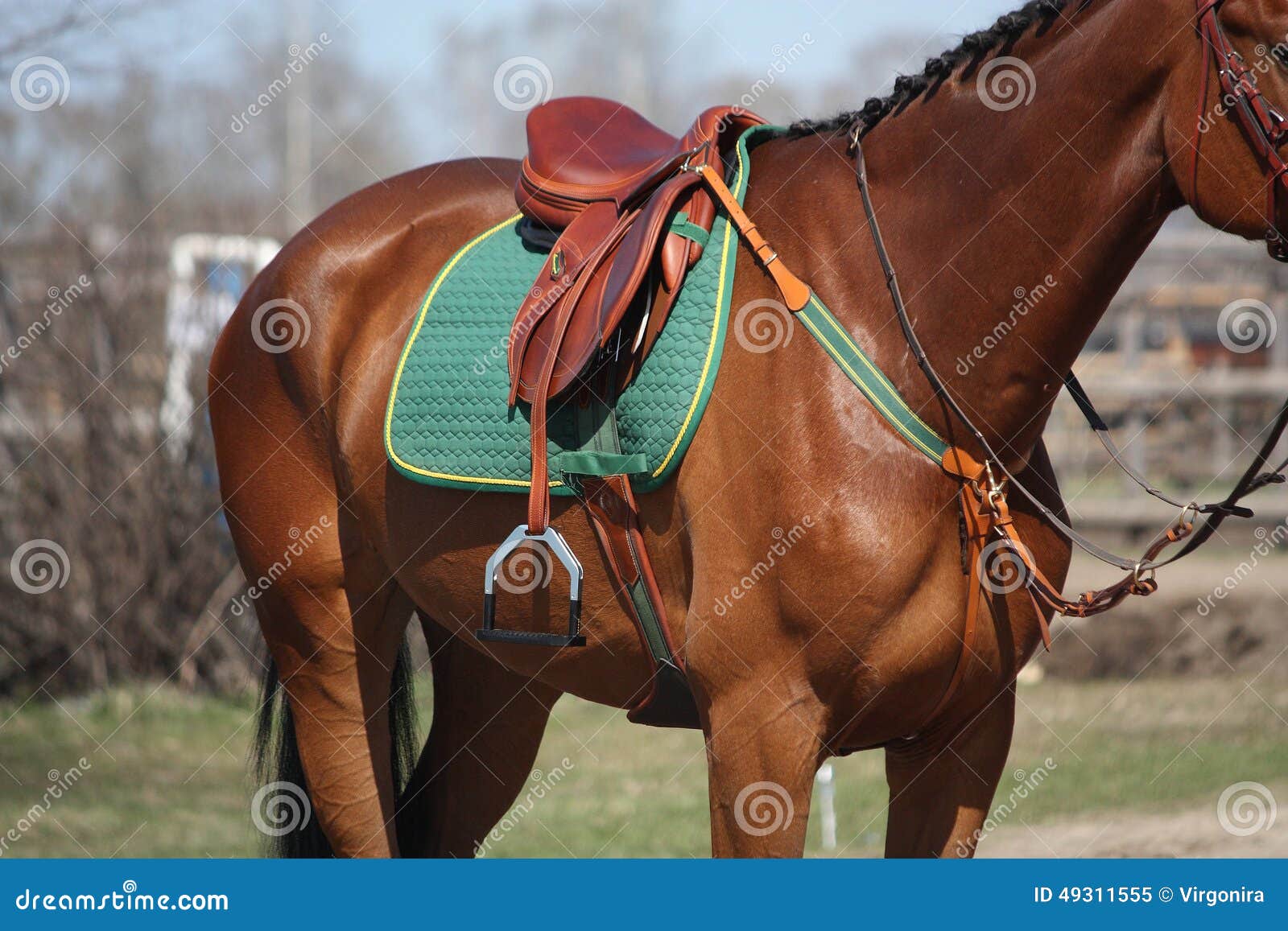 Close Up of Saddle on Horse Back Stock Image - Image of chestnut ...