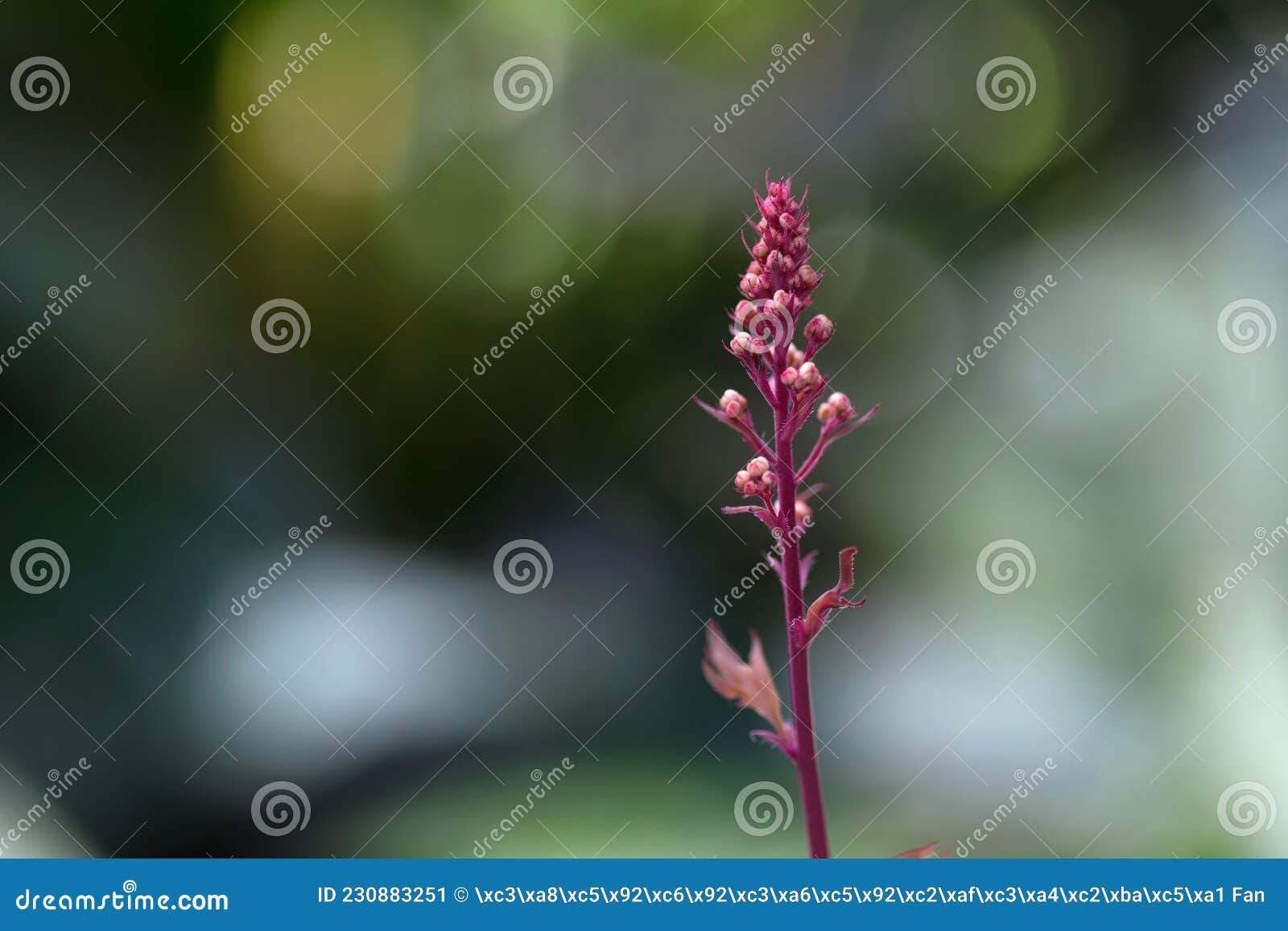 Close up of safflower root stock image. Image of safflower - 230883251