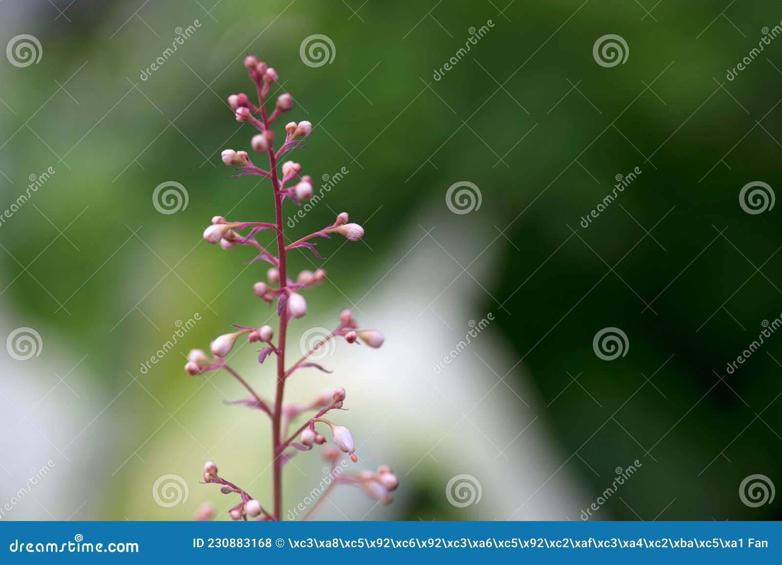 Close up of safflower root stock photo. Image of close - 230883168