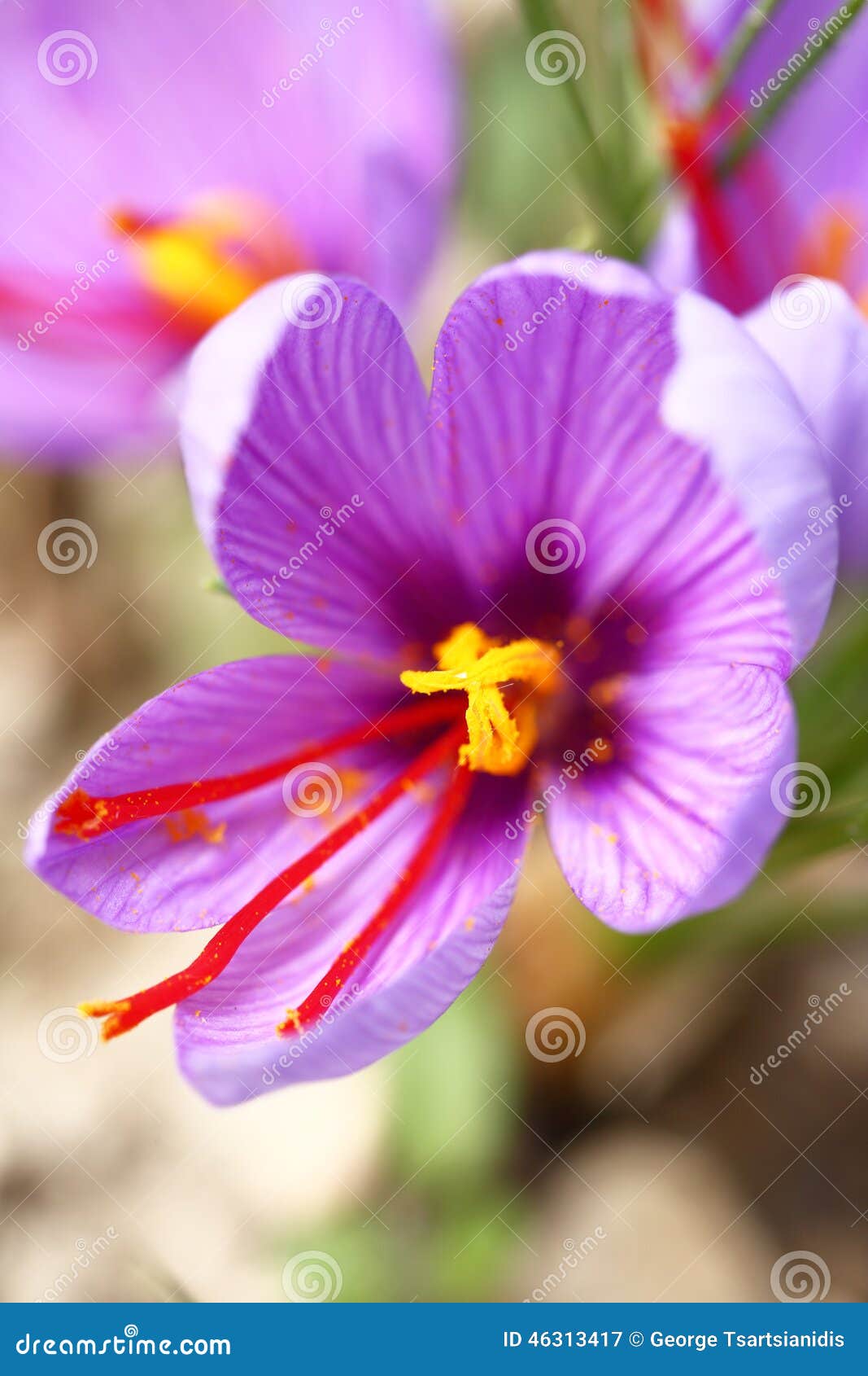 Close Up of Saffron Flowers Stock Image - Image of growth, harvest ...