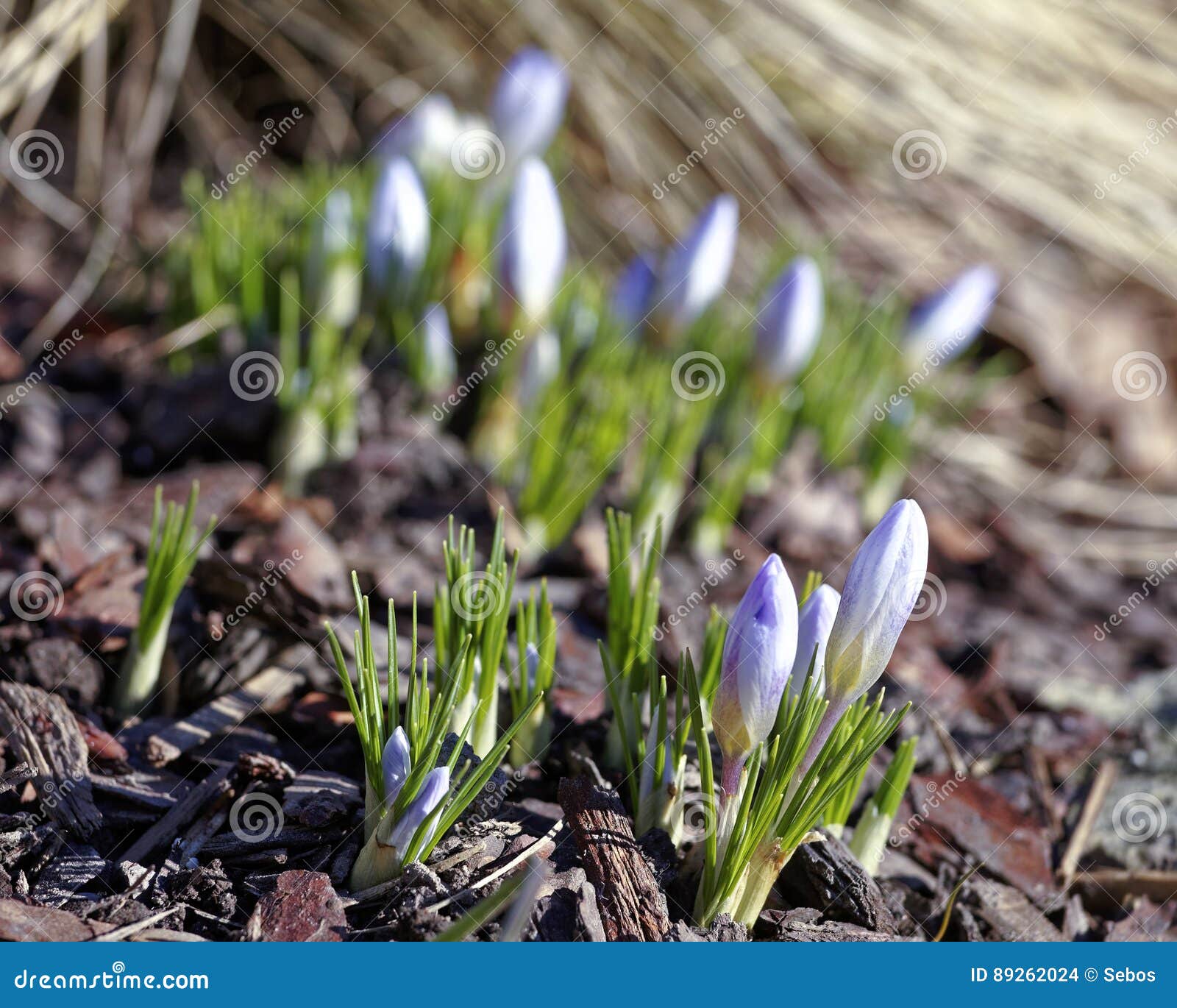 Close-up of Saffron Flowers. Macro Greenery Background with Violet ...