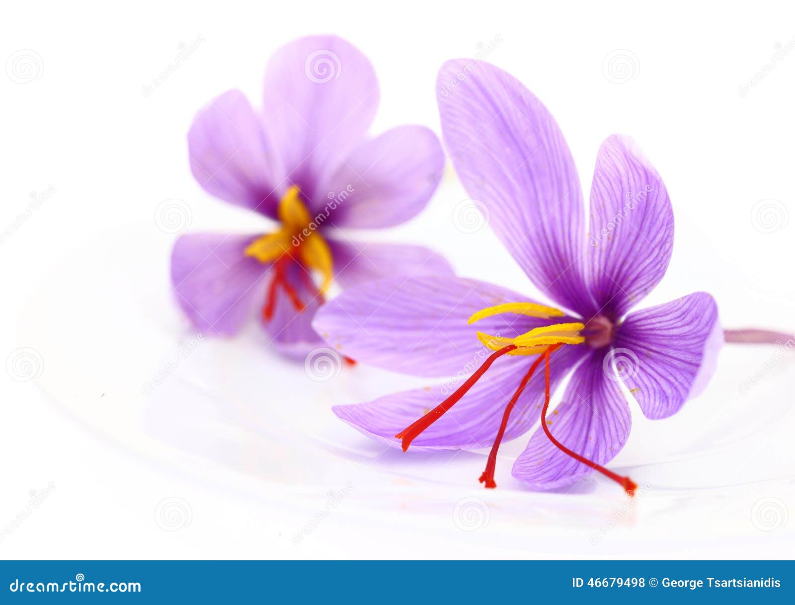 Close Up of Saffron Flowers Stock Photo - Image of country, natural ...