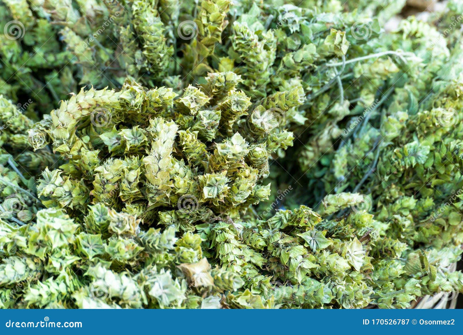 Close-up Sage Herb, Boiled for Healthy Life. Stock Image - Image of ...