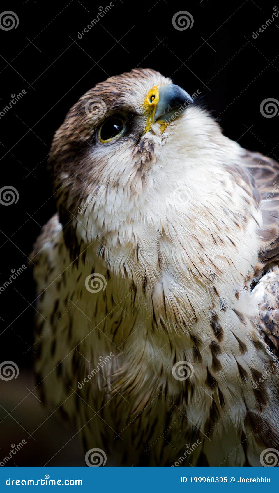 Close Up of Sakar Falcon Facing Right Stock Image - Image of right ...
