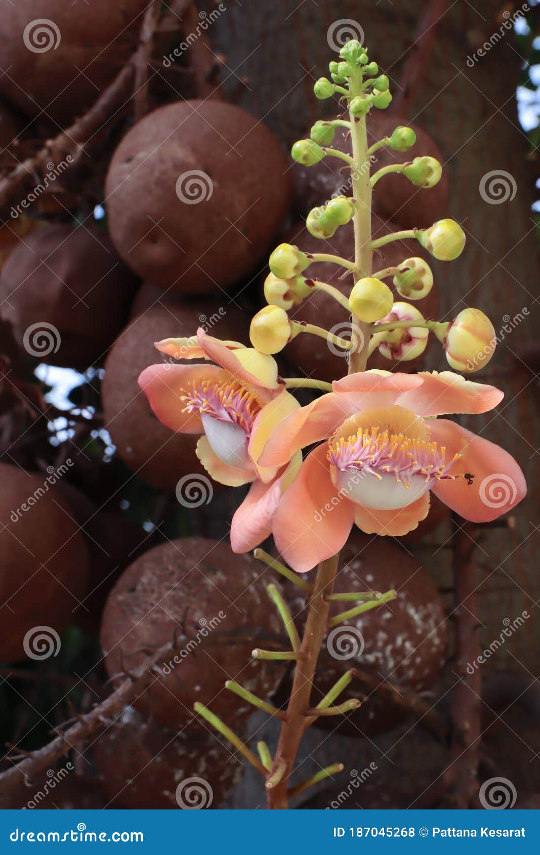 Close up of sal flower stock photo. Image of garden - 187045268