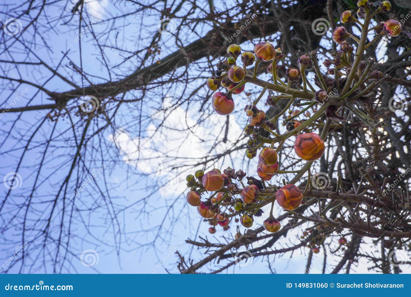 Close Up Sala Tree Fruit at the Branches Stock Photo - Image of concept ...