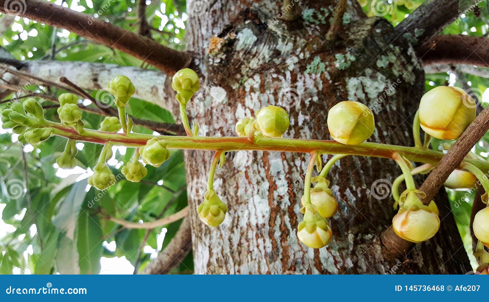 Close-up Sala Tree, Shorea Robusta, Flower and Fruit Stock Photo ...