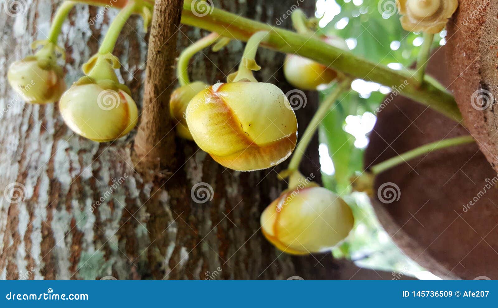 Close-up Sala Tree, Shorea Robusta, Flower and Fruit Stock Image ...