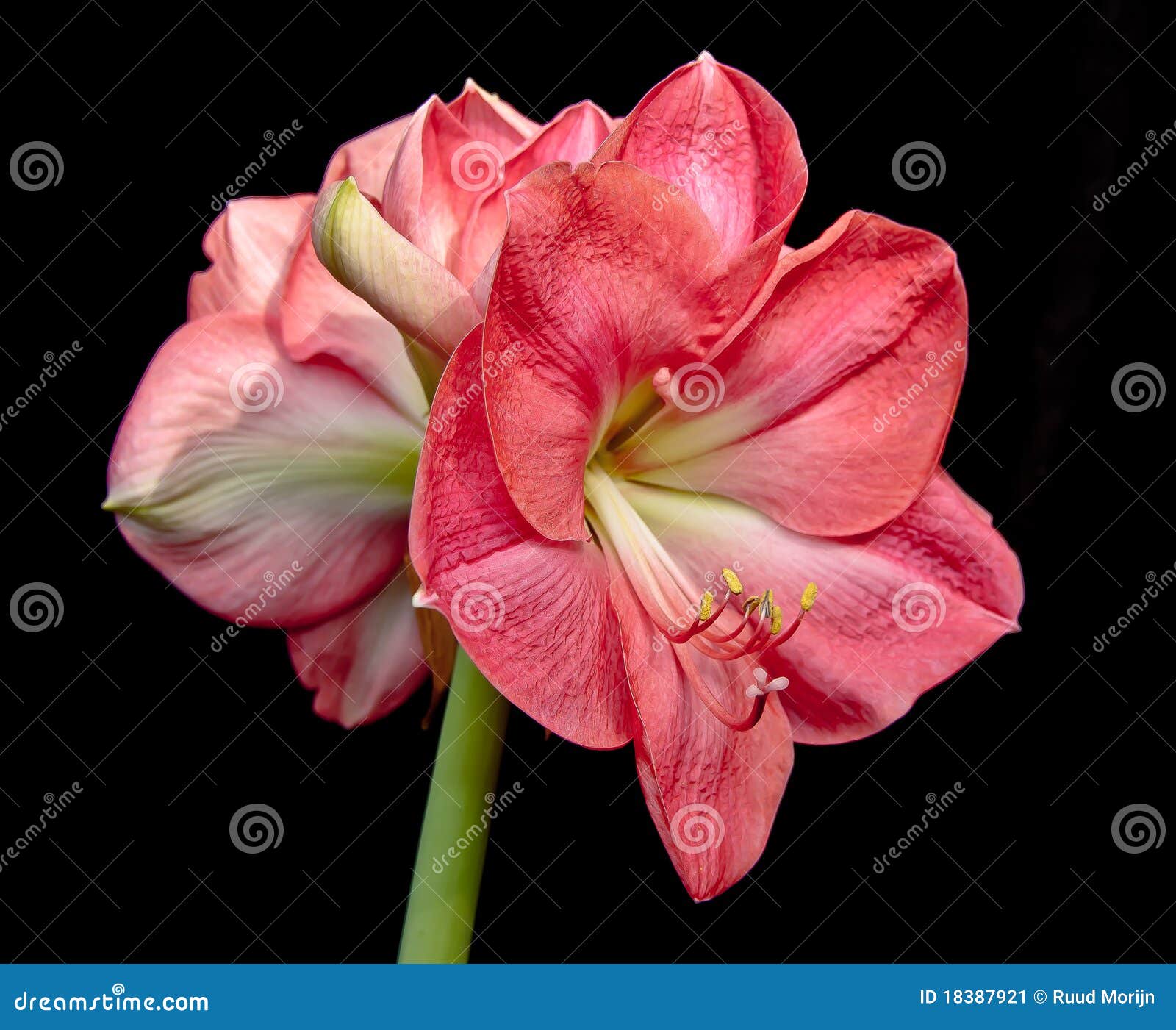 Close-up of a Salmon Colored Amaryllis Flower. Stock Image - Image of ...