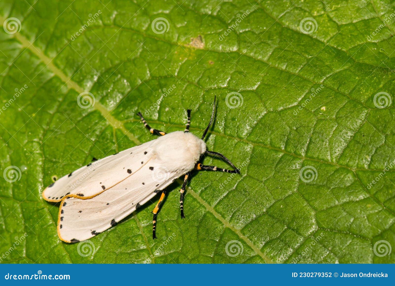 Salt Marsh Moth Estigmene Acrea Stock Photo - Image of late, macro ...