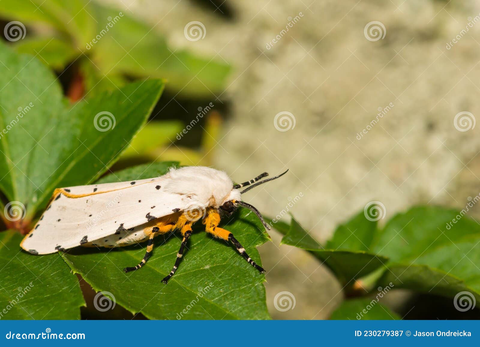 Salt Marsh Moth Estigmene Acrea Stock Image - Image of habitat, garden ...