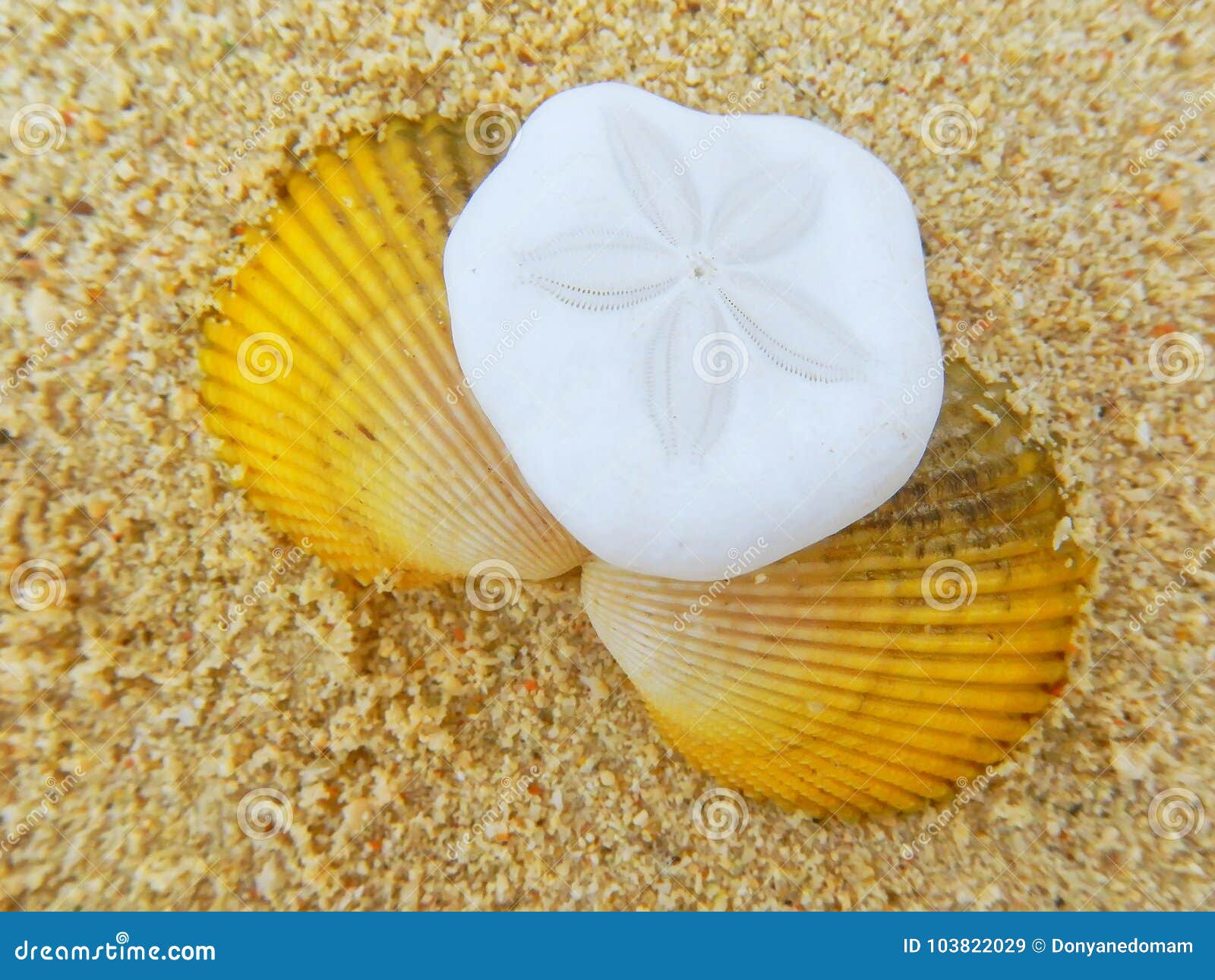 Sand Dollar and Shell Lying on the Beach Stock Image - Image of reef ...