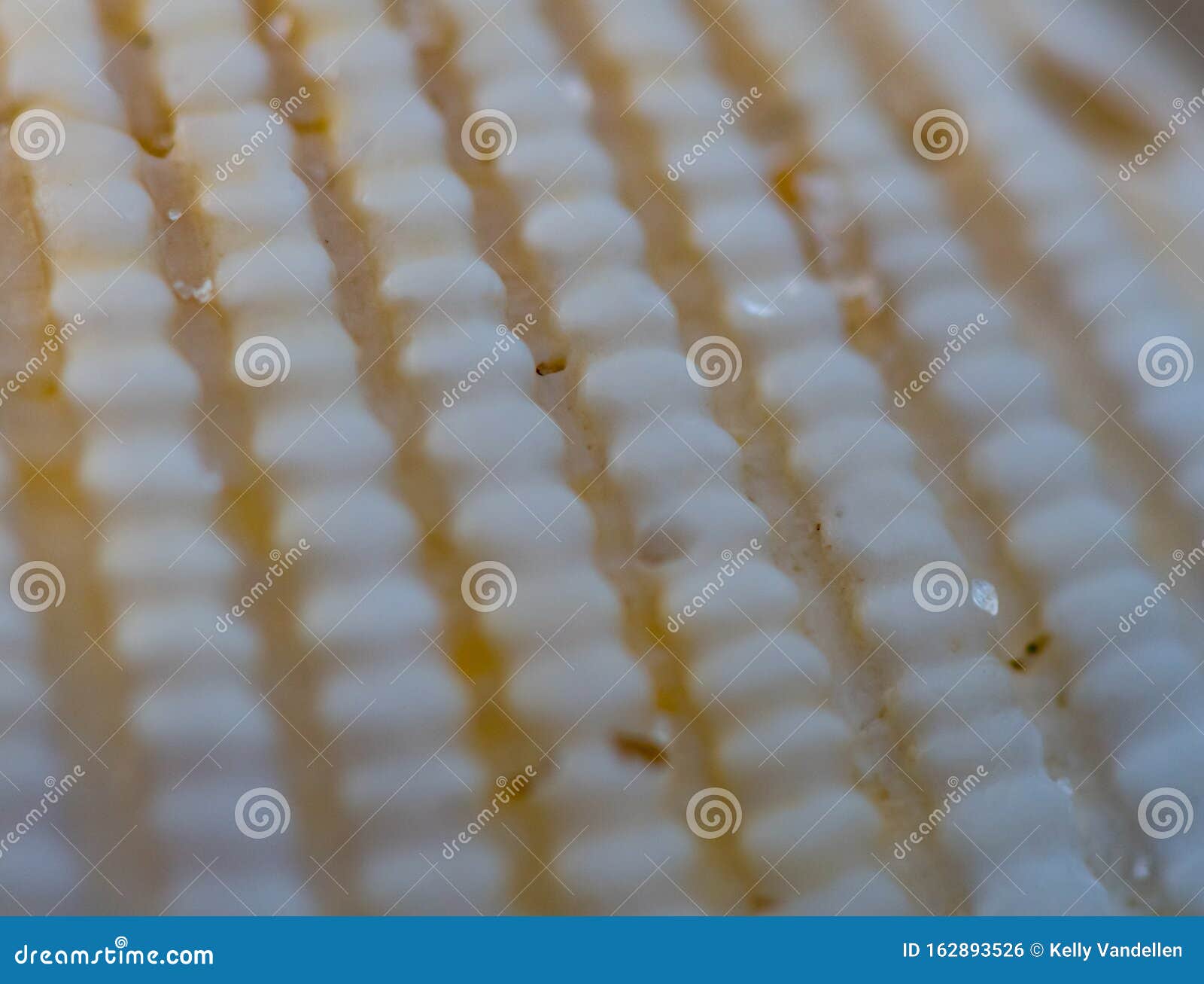 Close Up of Sand Grains on Texture of Shell Stock Photo - Image of ...