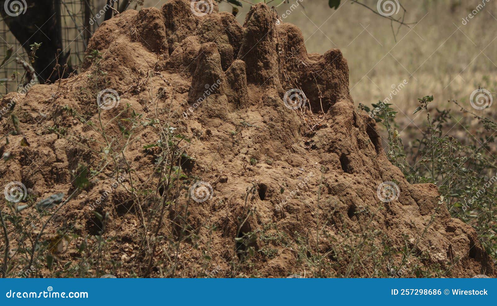 Close up of sand termites stock photo. Image of hill - 257298686