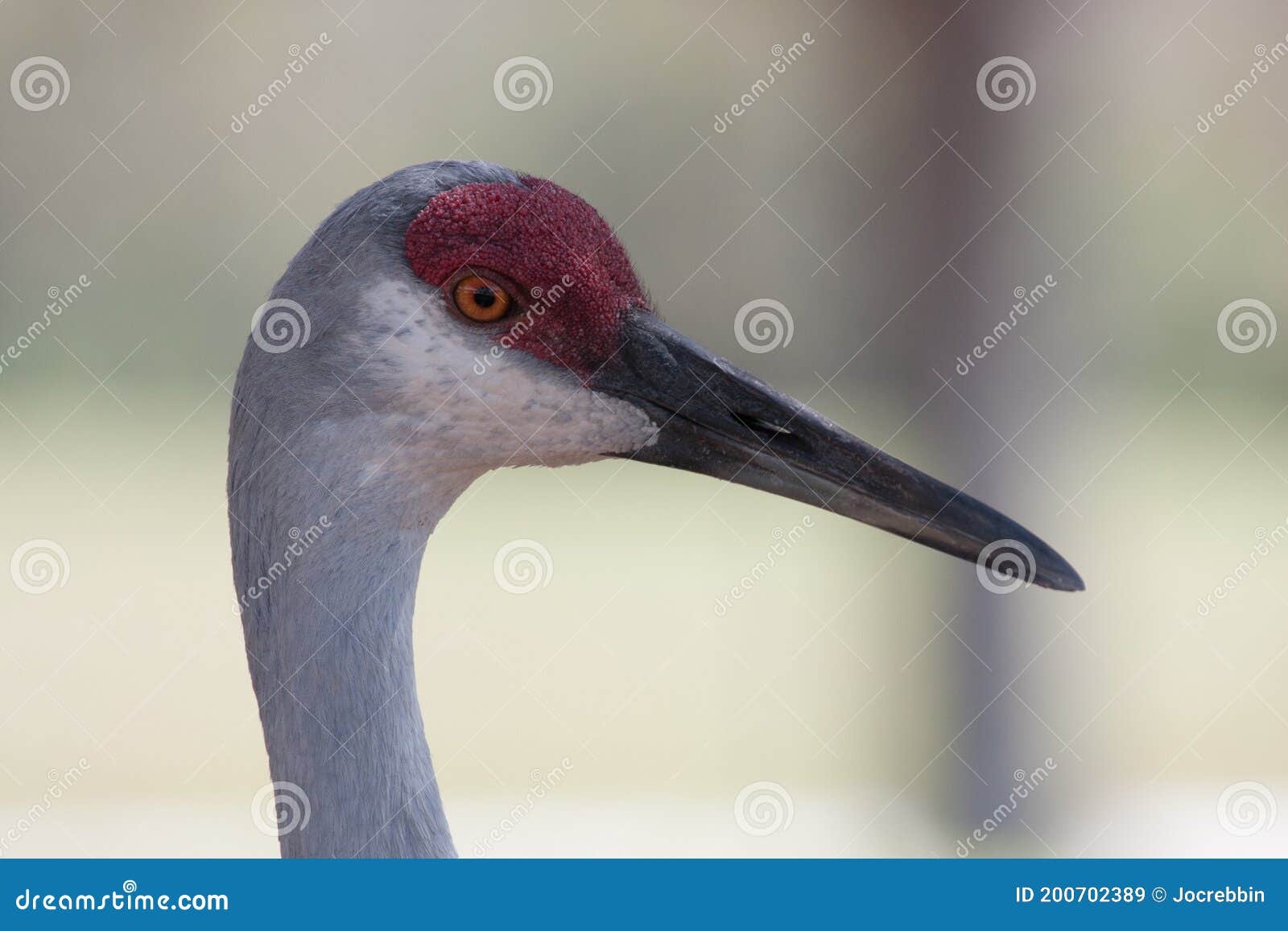 Close Up of Sandhill Crane Head and Beak Stock Image - Image of honks ...