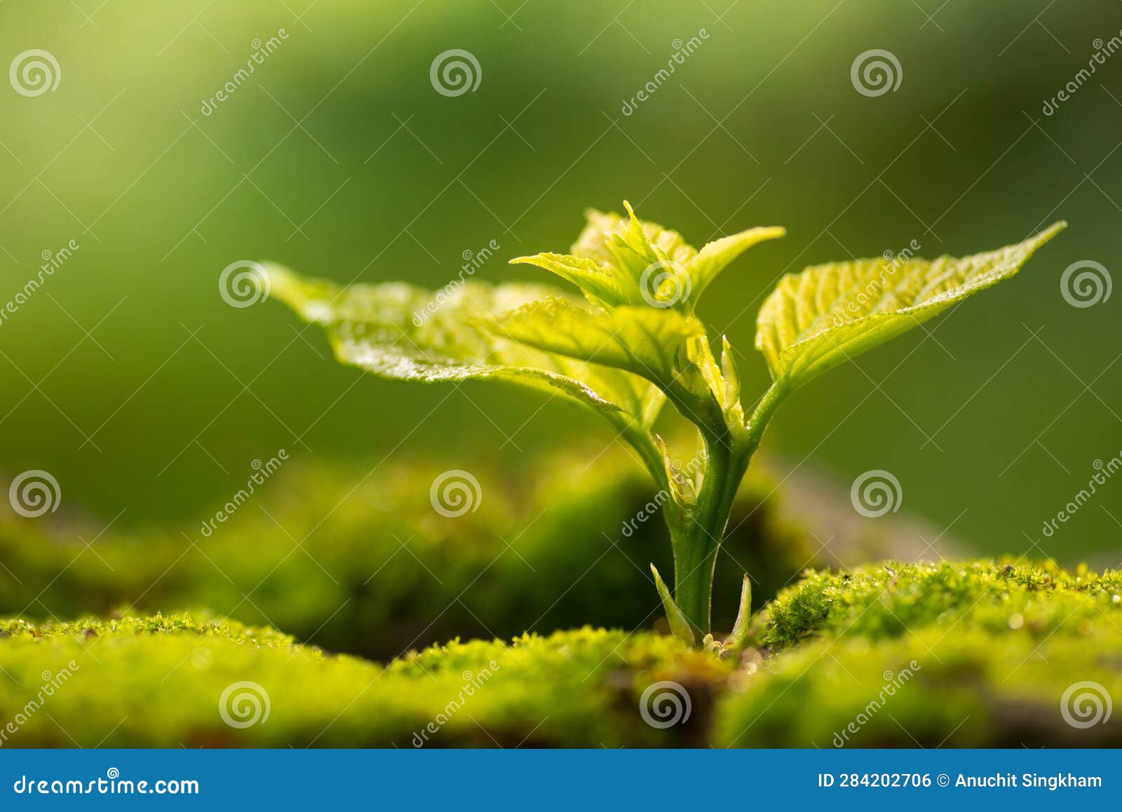 Close Up Sapling Growing Over Green Background Stock Photo - Image of ...