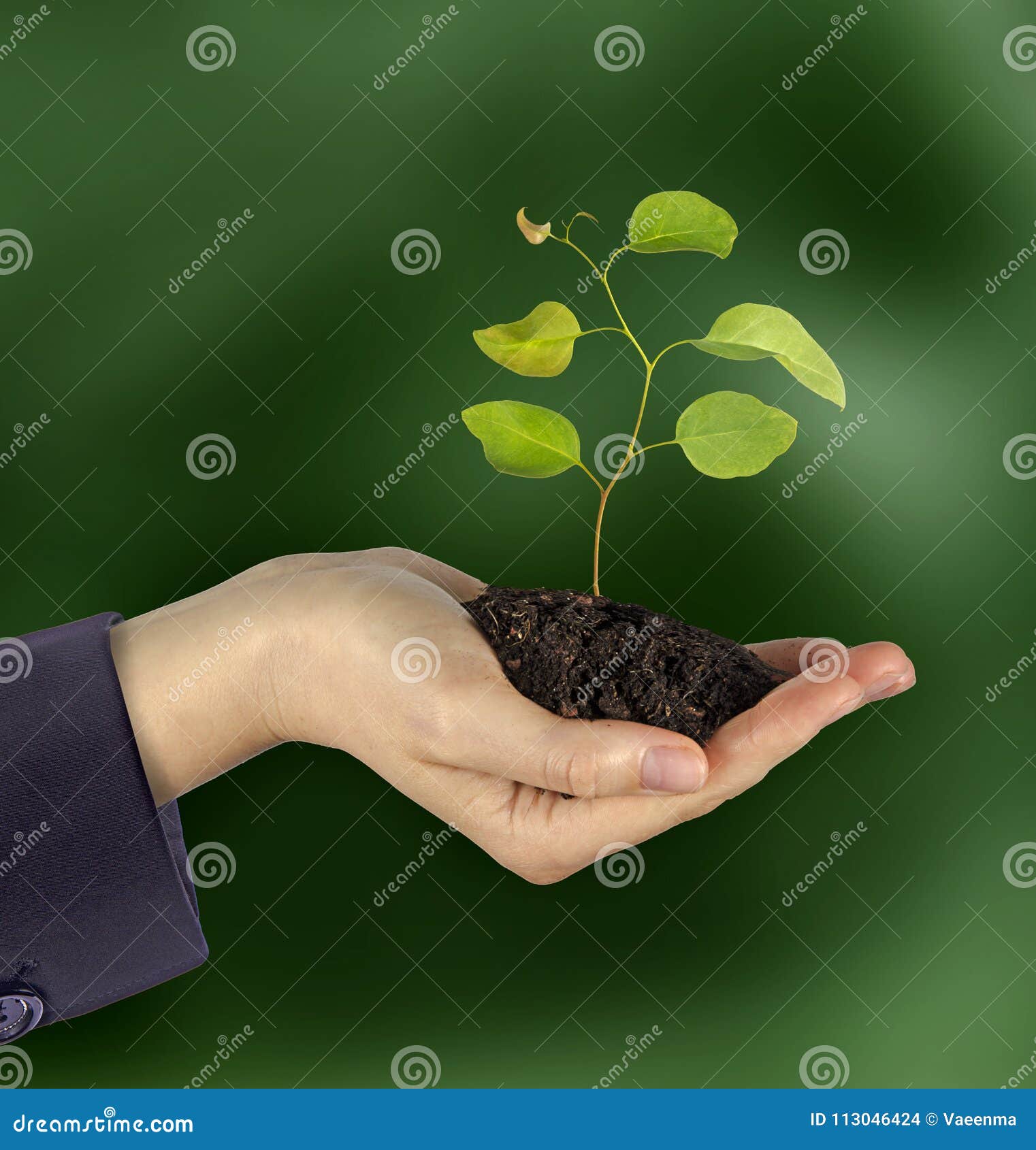 Sapling in hand stock photo. Image of earth, gift, environment - 113046424