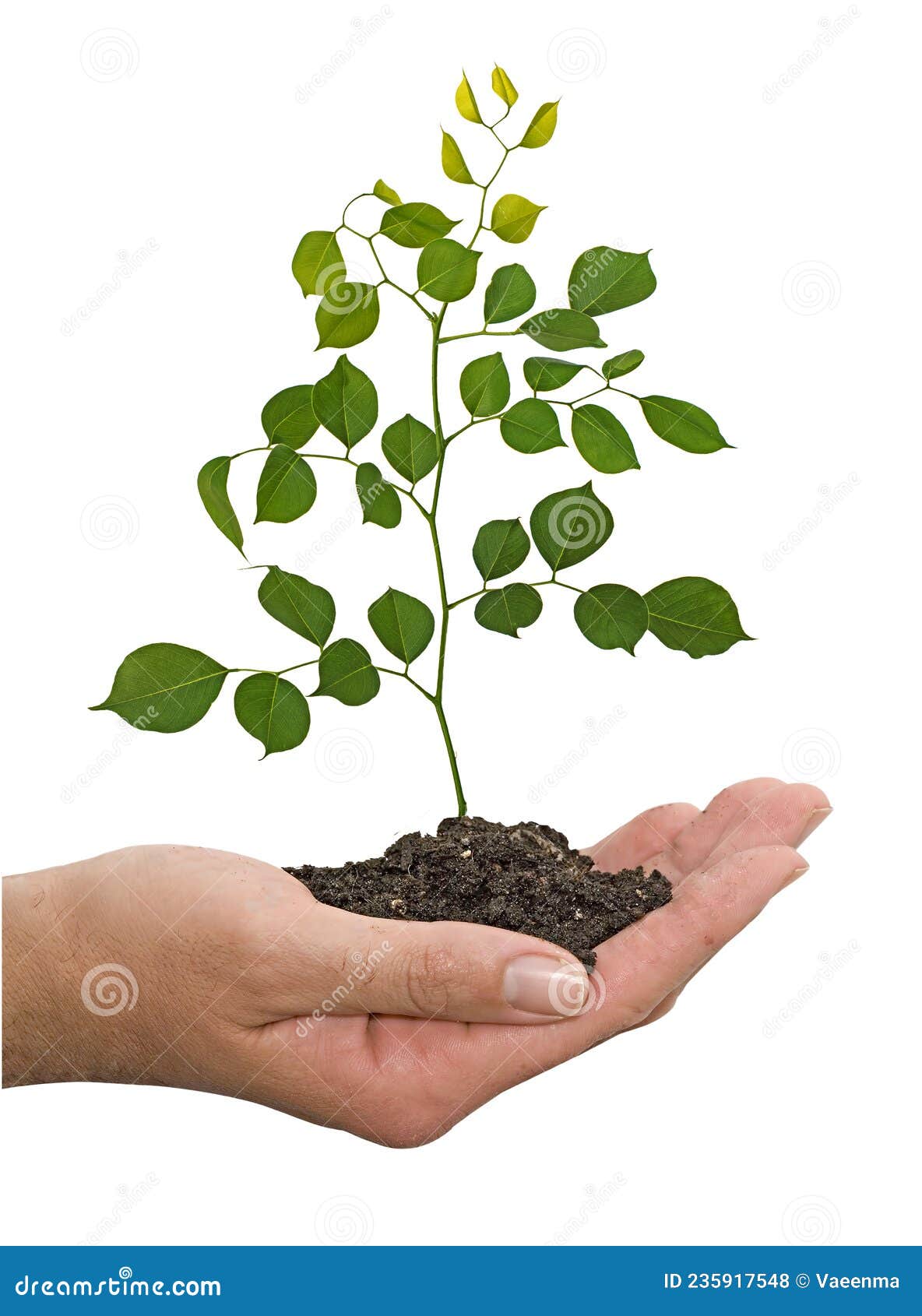 Sapling in hand stock photo. Image of rehabilitation - 235917548
