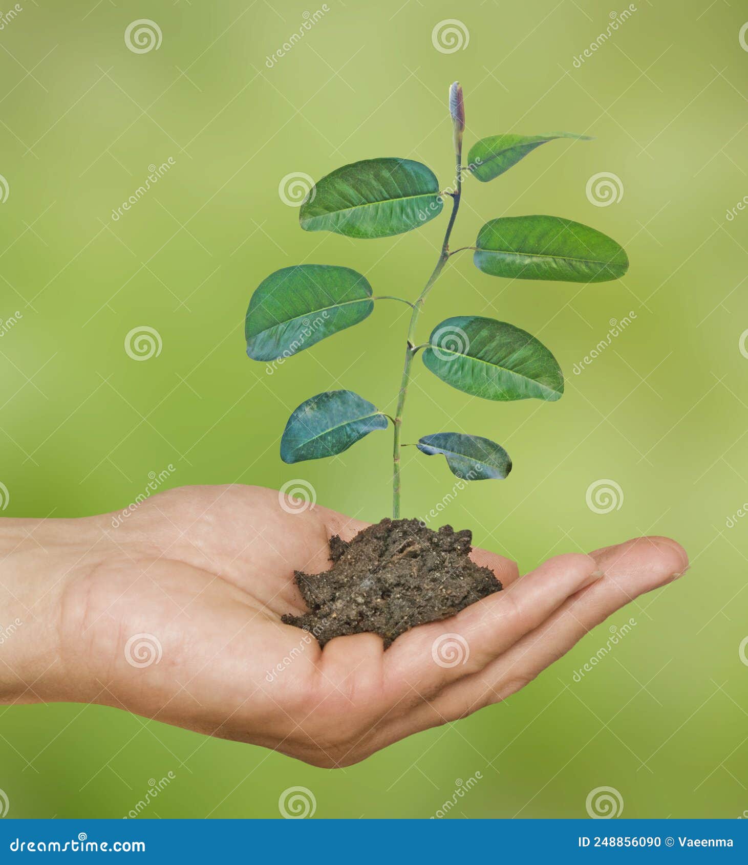 Sapling in hand stock photo. Image of nature, credit - 248856090