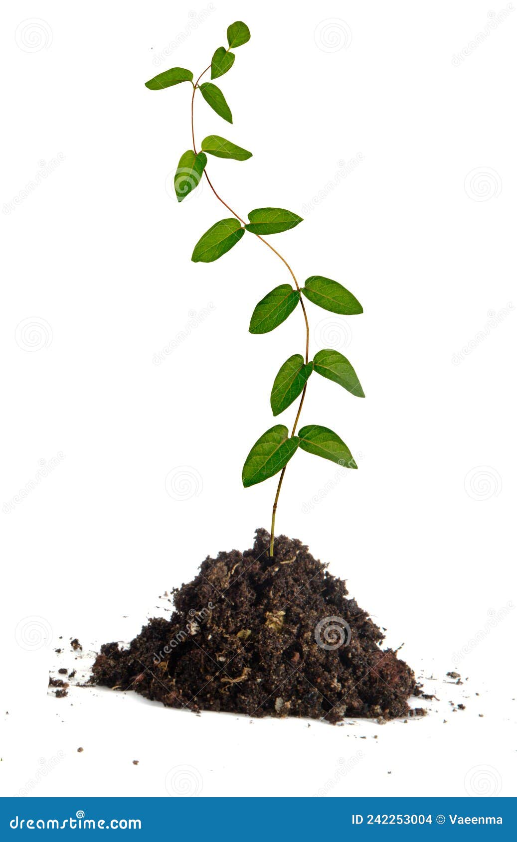 Sapling Isolated on White Background Stock Photo - Image of isolated ...