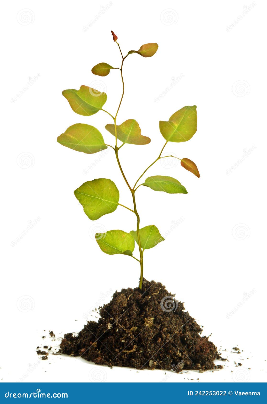 Sapling Isolated on White Background Stock Photo - Image of botany ...